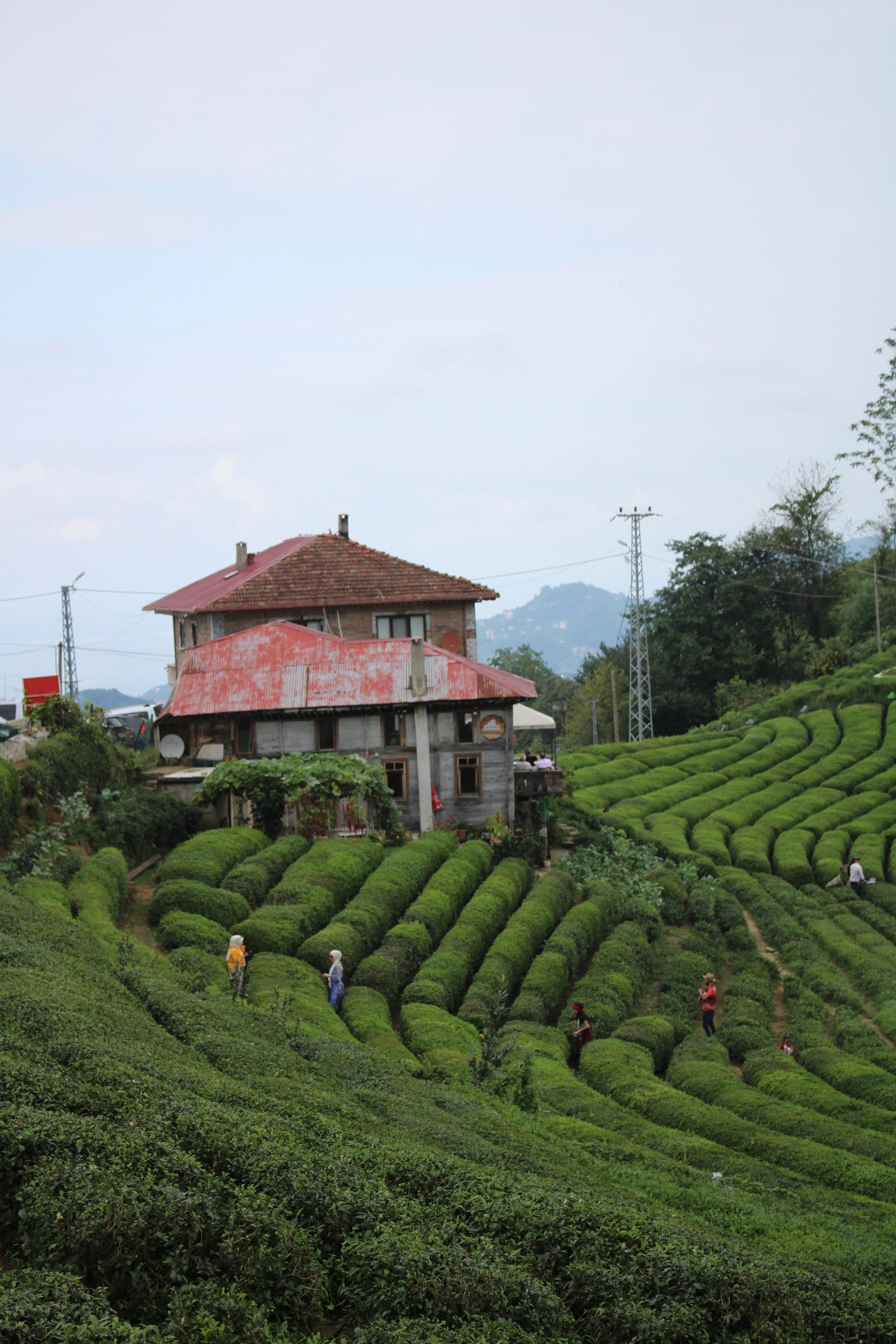 Tea Land Photos, Download The BEST Free Tea Land Stock Photos & HD Images