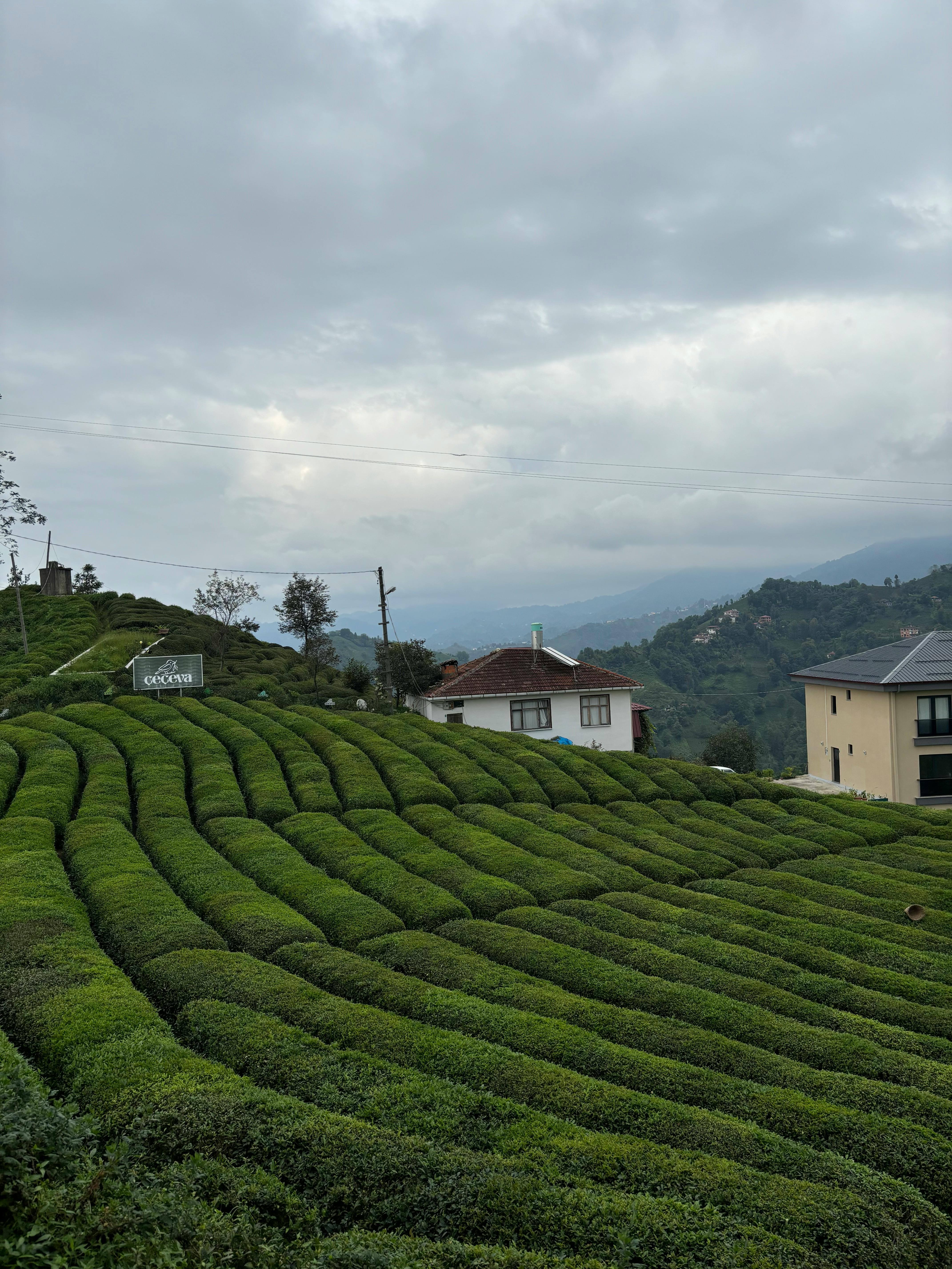 Lush Tea Plantations in Rize, Türkiye · Free Stock Photo