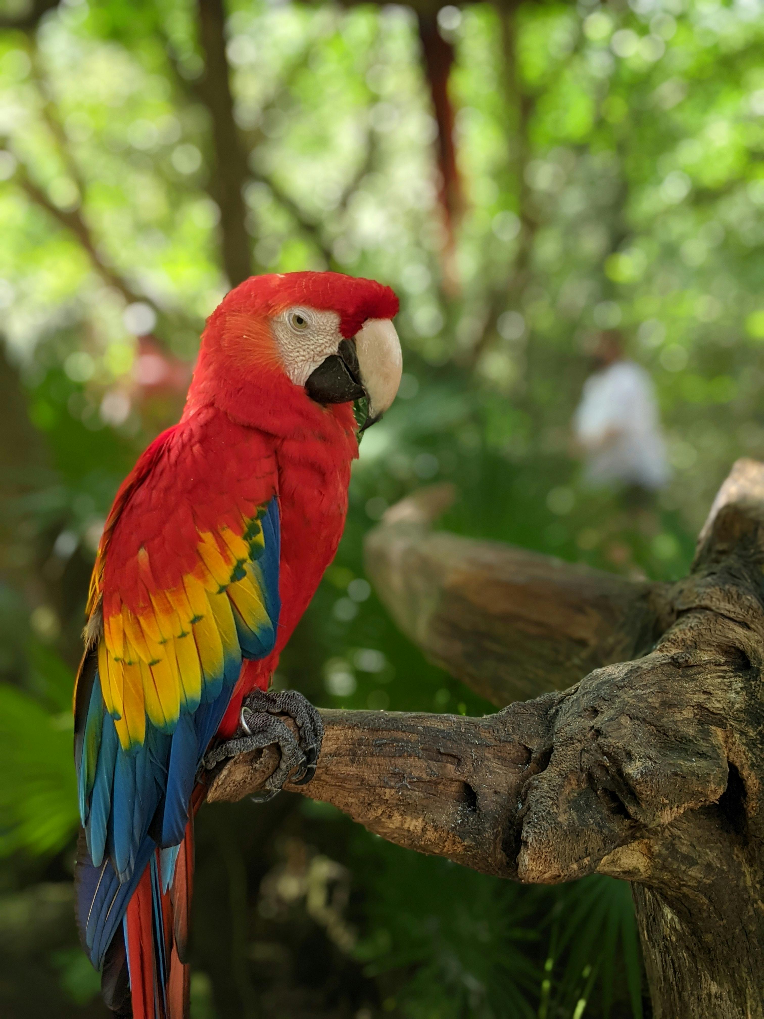 Close-up of a Vibrant Scarlet Macaw in Jungle Setting · Free Stock Photo