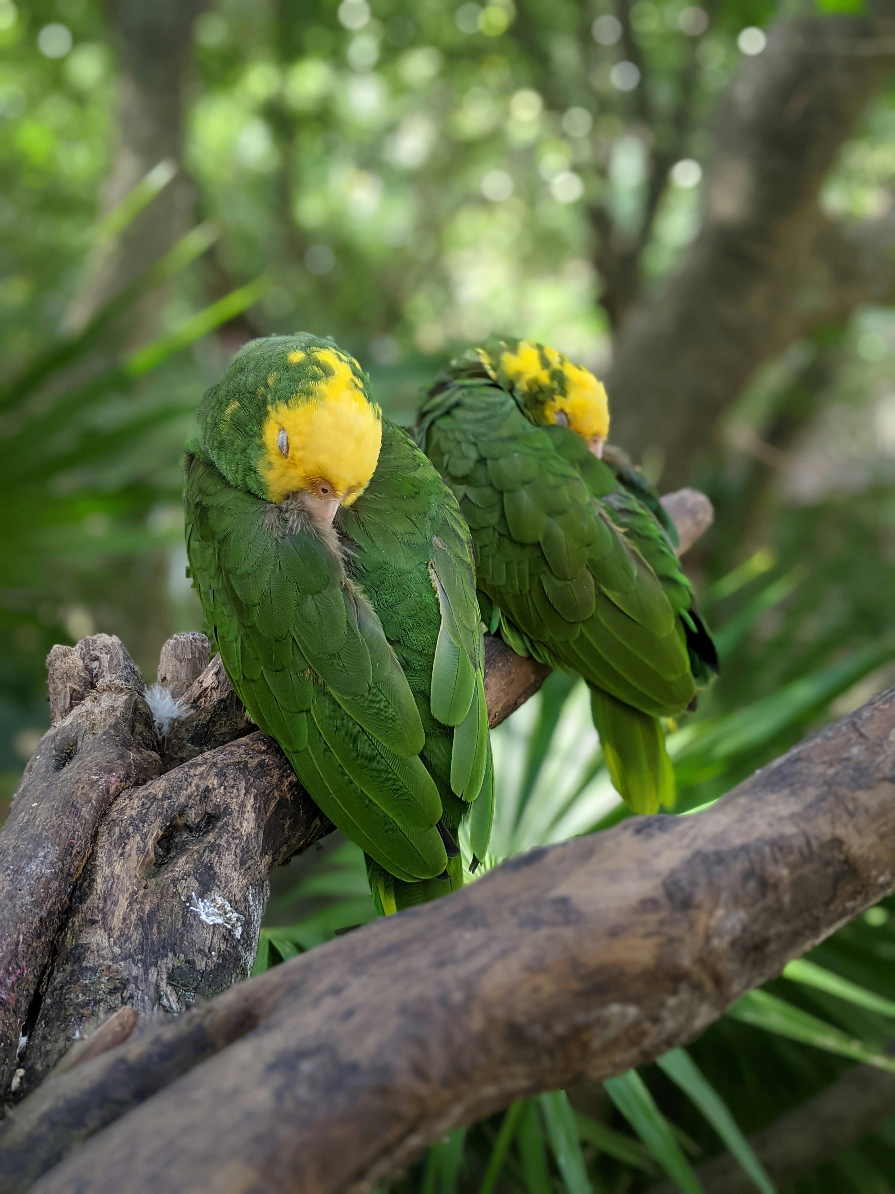Resting Parrots in Lush Tropical Foliage · Free Stock Photo