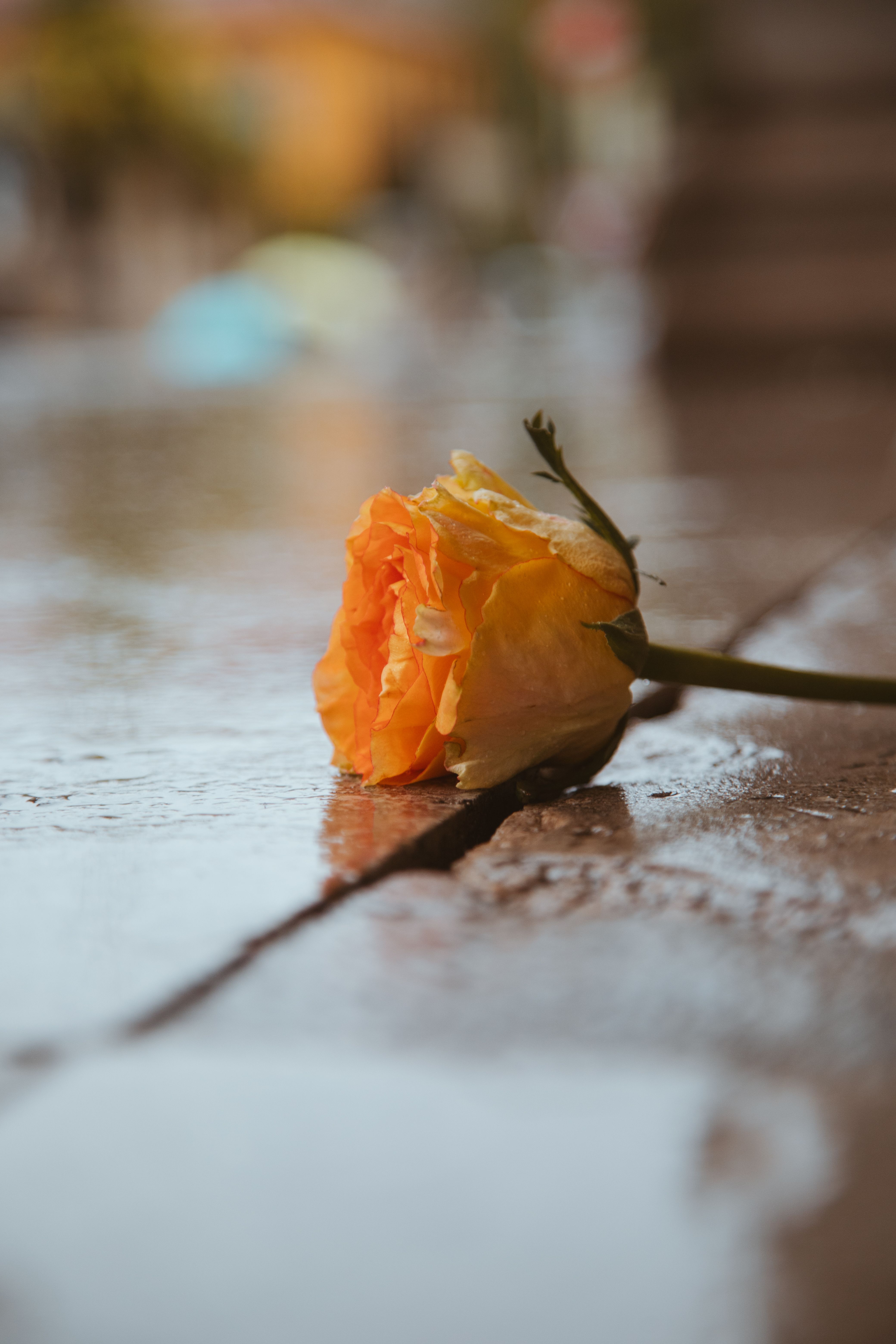 Yellow Rose on Wet Pavement in Munich · Free Stock Photo