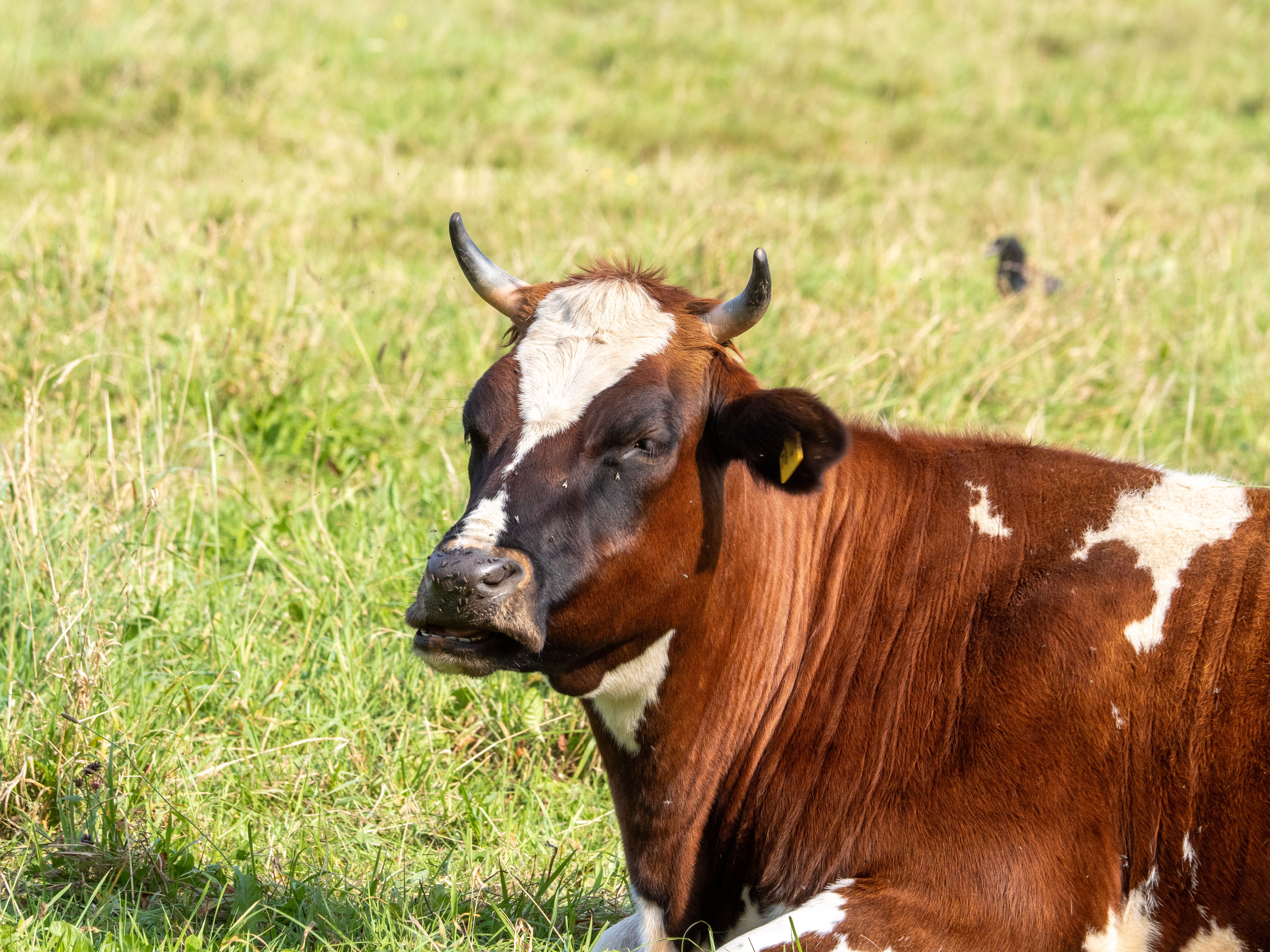 Brown and White Cow Relaxing on Green Pasture · Free Stock Photo