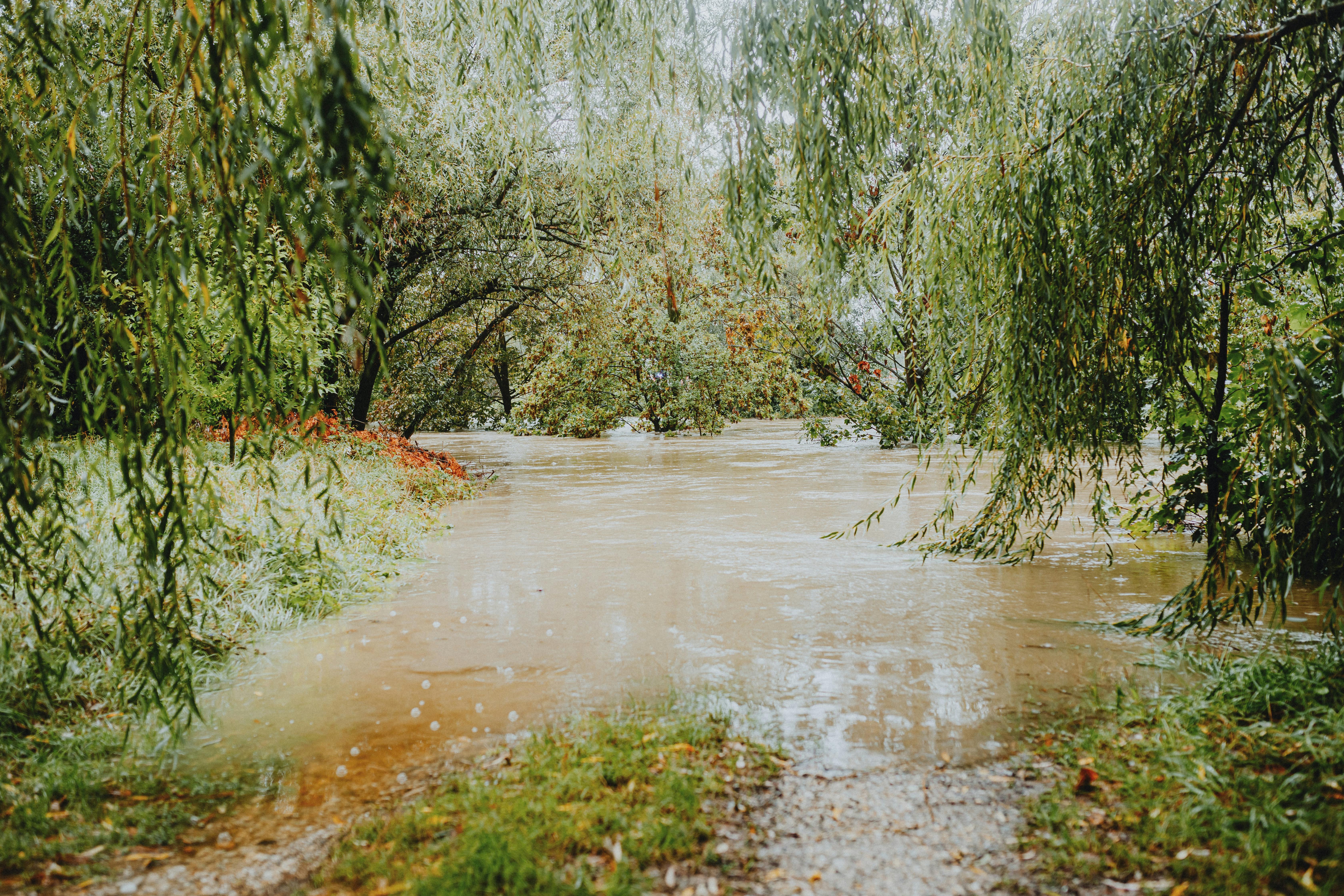 Serene Flooded Forest Path After Rainfall · Free Stock Photo