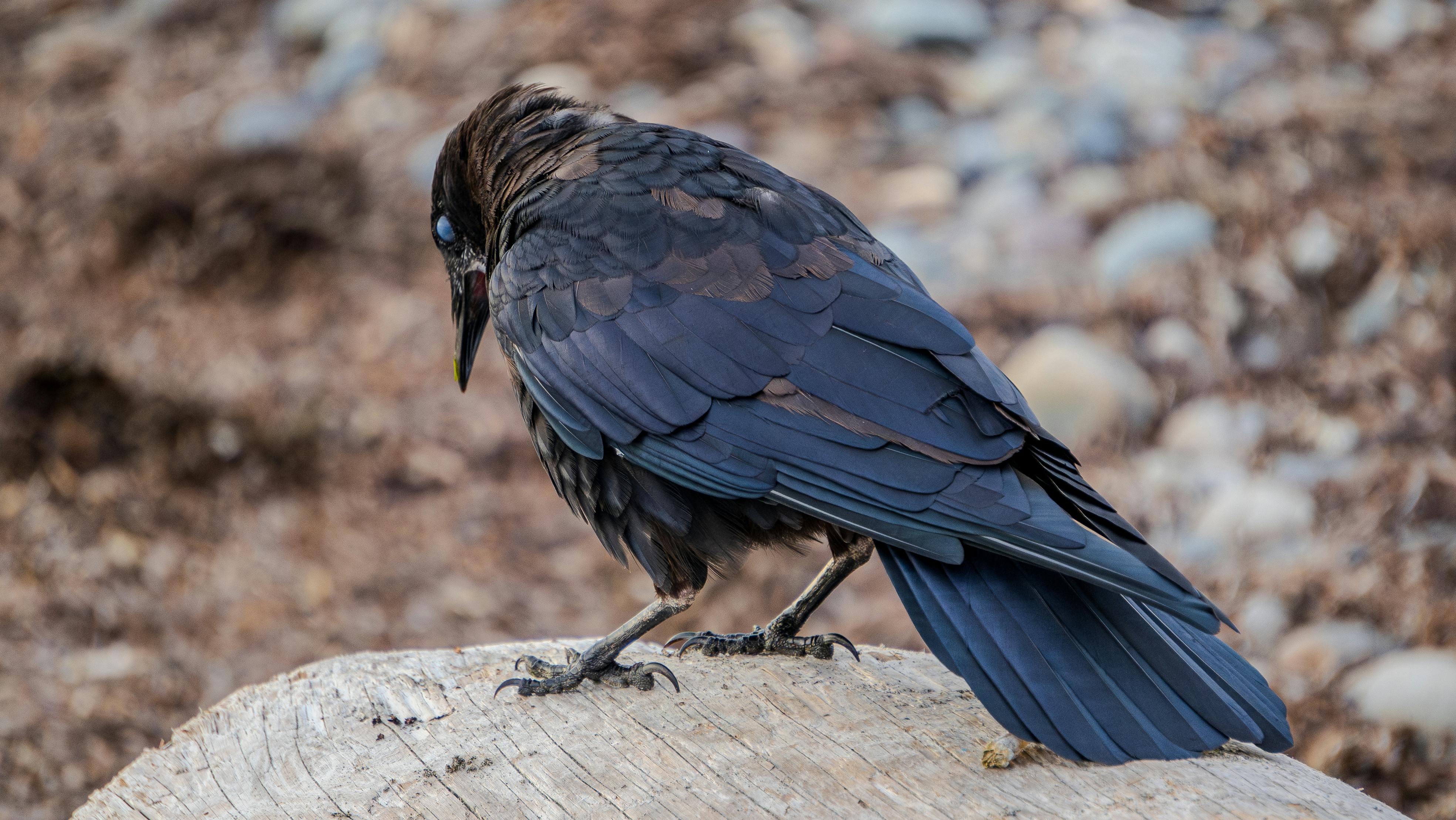 Portrait Of Raven Photos, Download The BEST Free Portrait Of Raven ...
