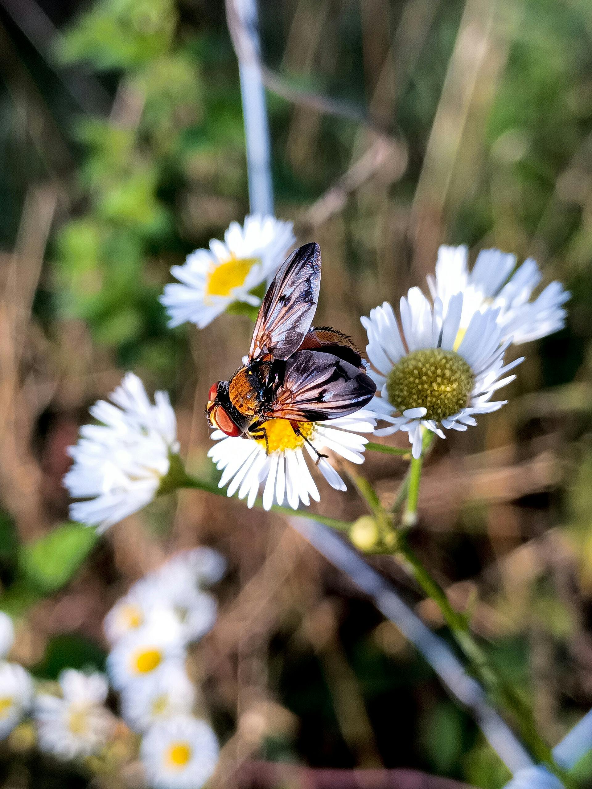 Close-up Photography of Brown Hoverfly Perching on White Daisy Flower ...