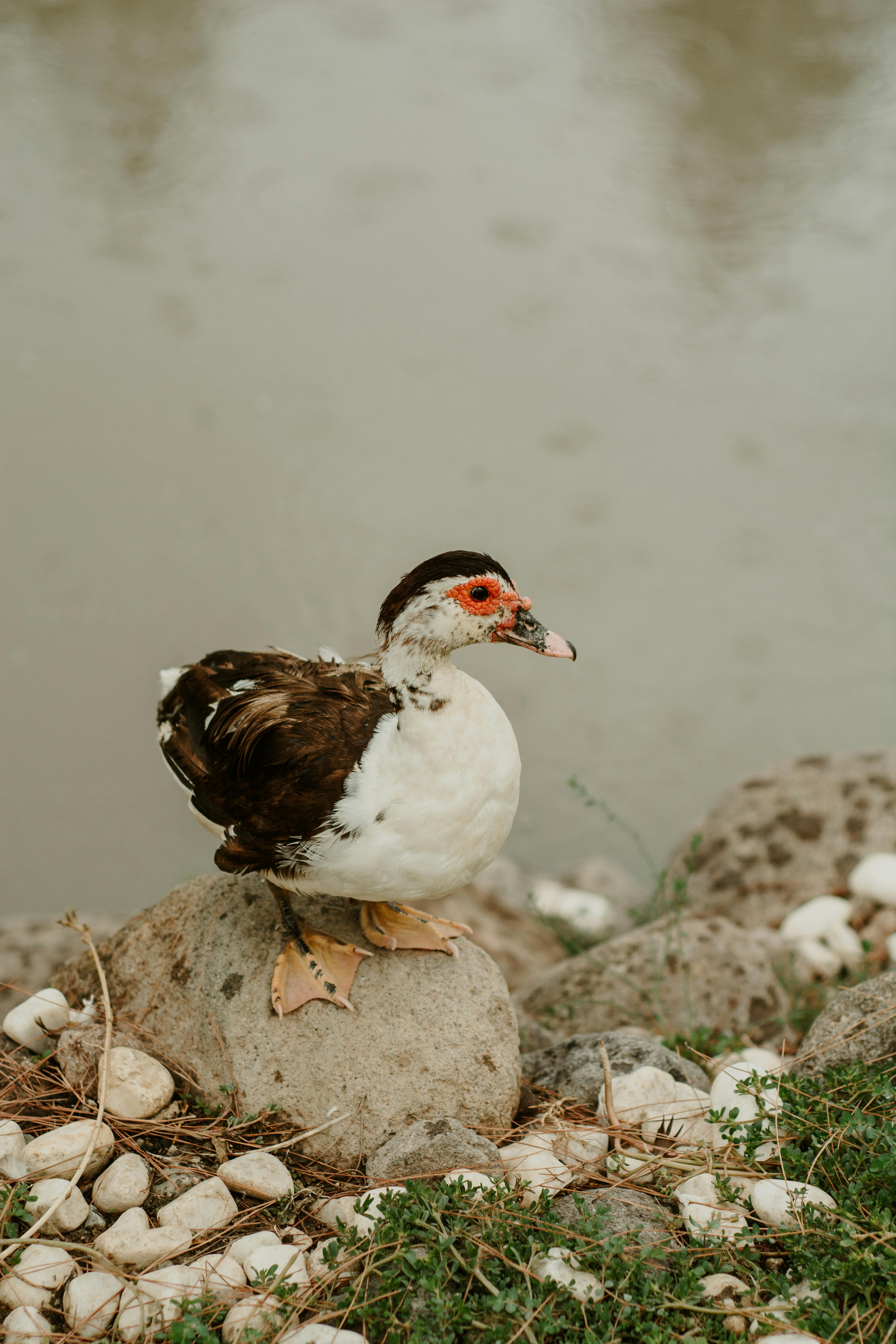 White Duck With 22 Ducklings in Green Grass Field · Free Stock Photo