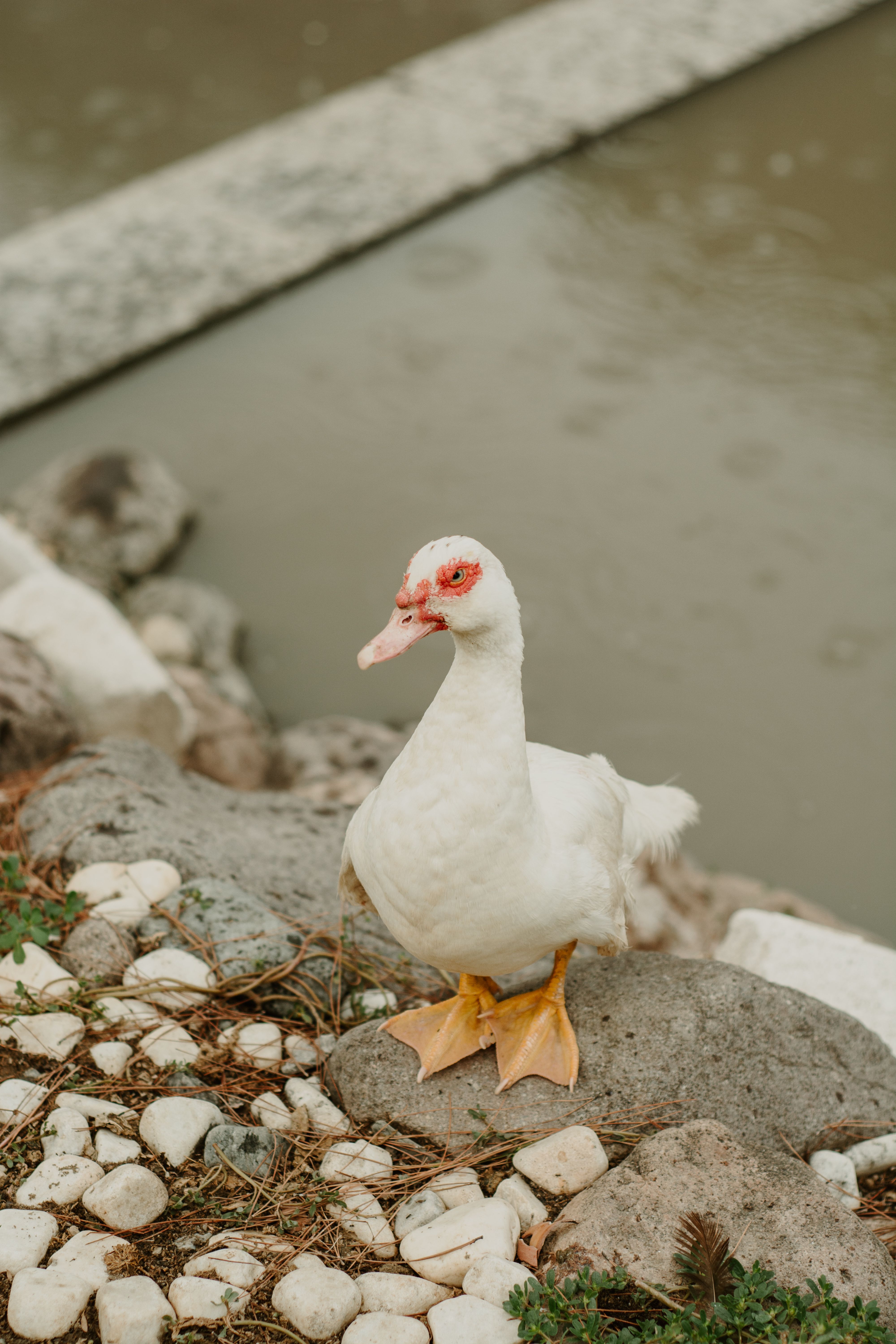 Muscovy Duck Near Tranquil Pond on Rocky Shore · Free Stock Photo