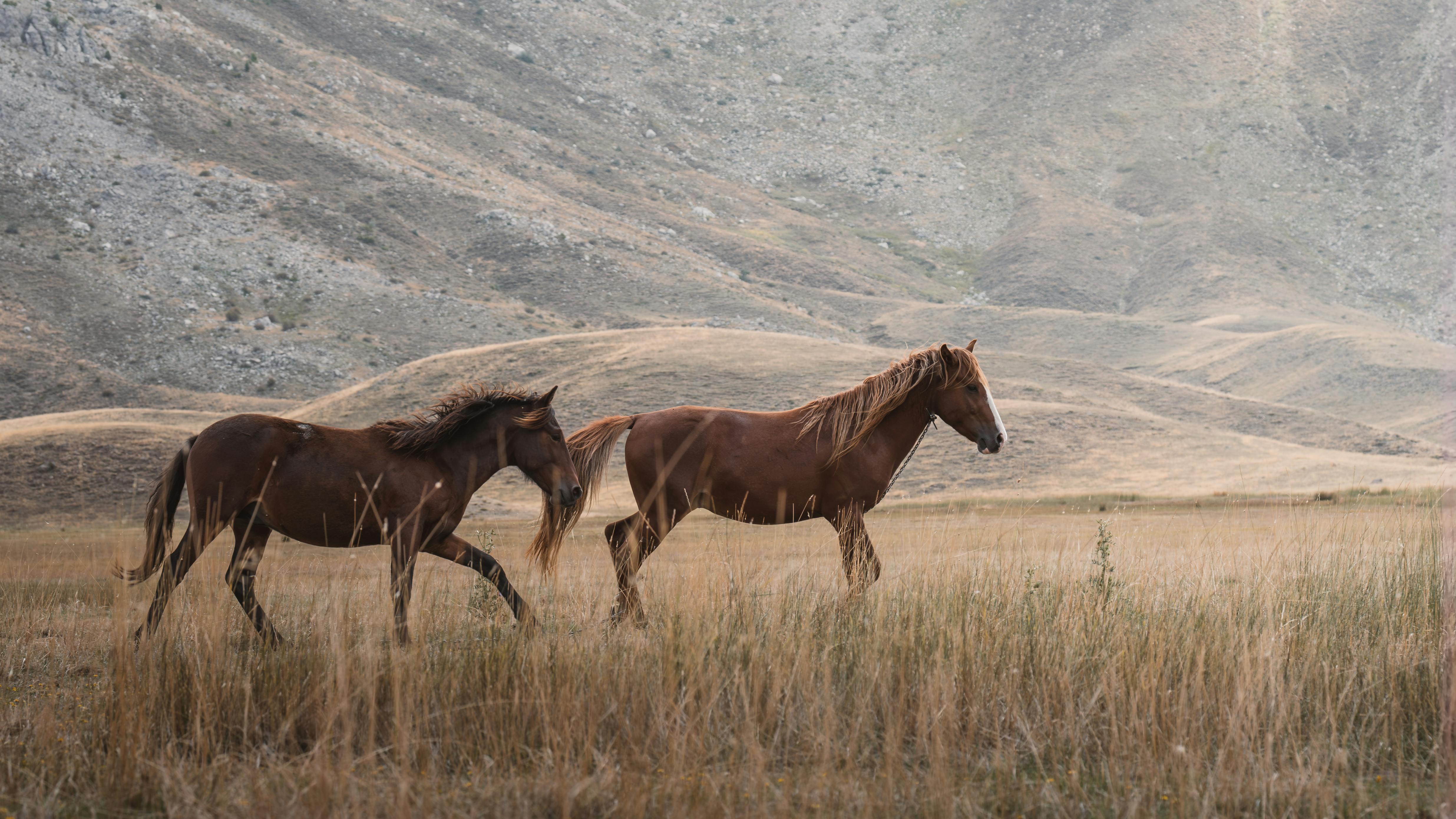 Two Horses Grazing in Scenic Turkic Landscape · Free Stock Photo