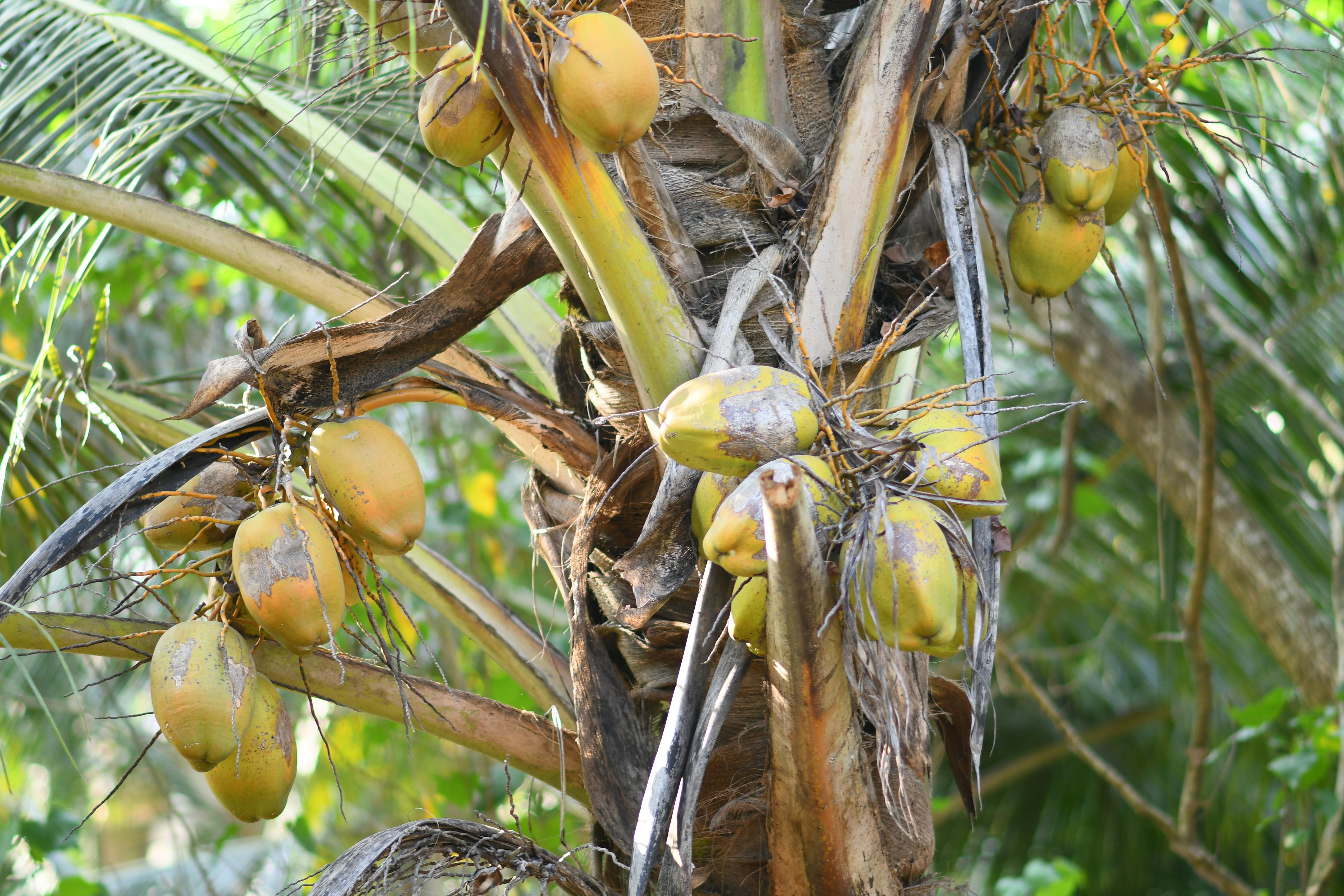 Worm's Eye View Photo Of Coconut Tree · Free Stock Photo