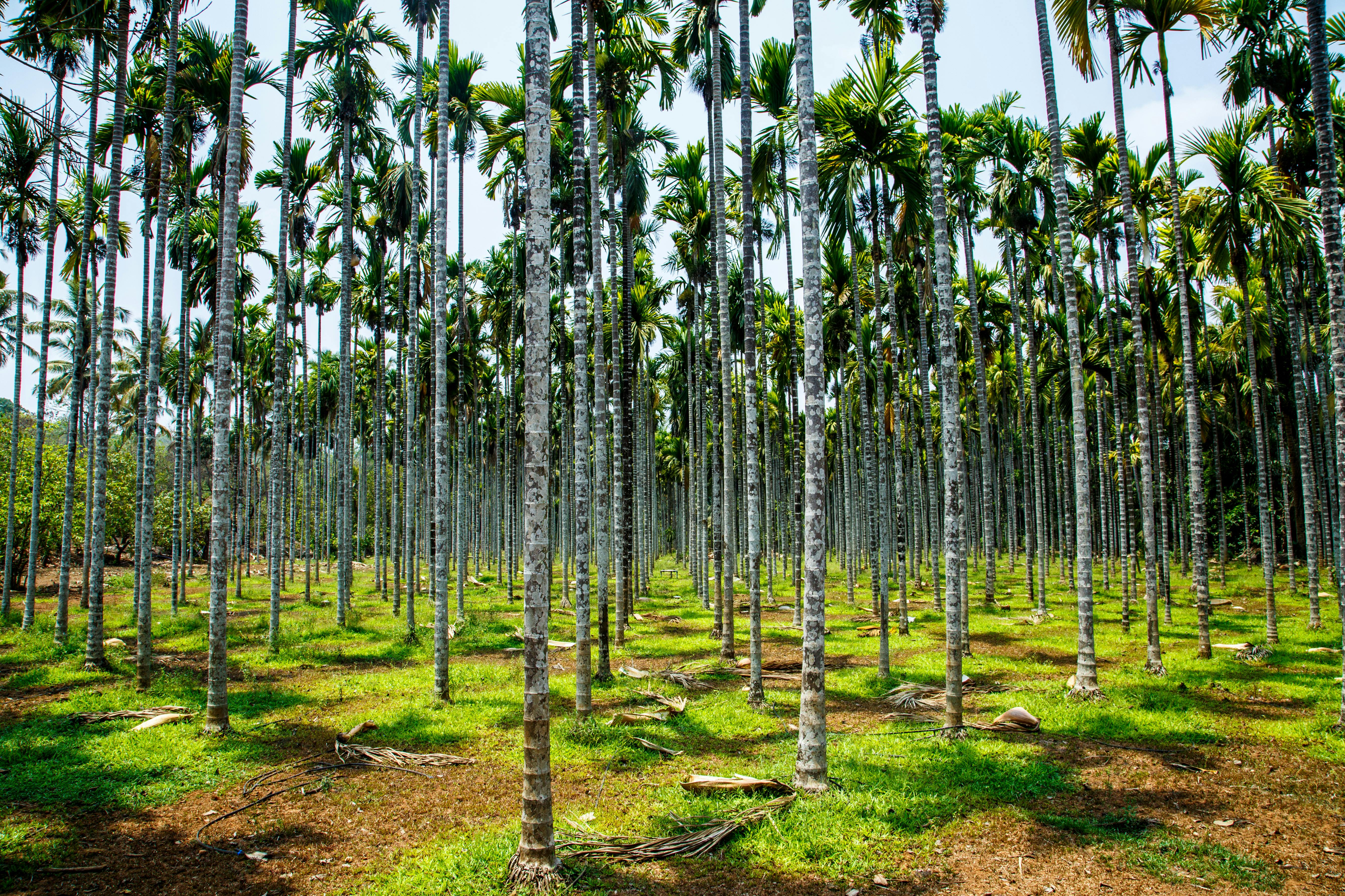 Lush Areca Palm Grove in Old Goa, India · Free Stock Photo