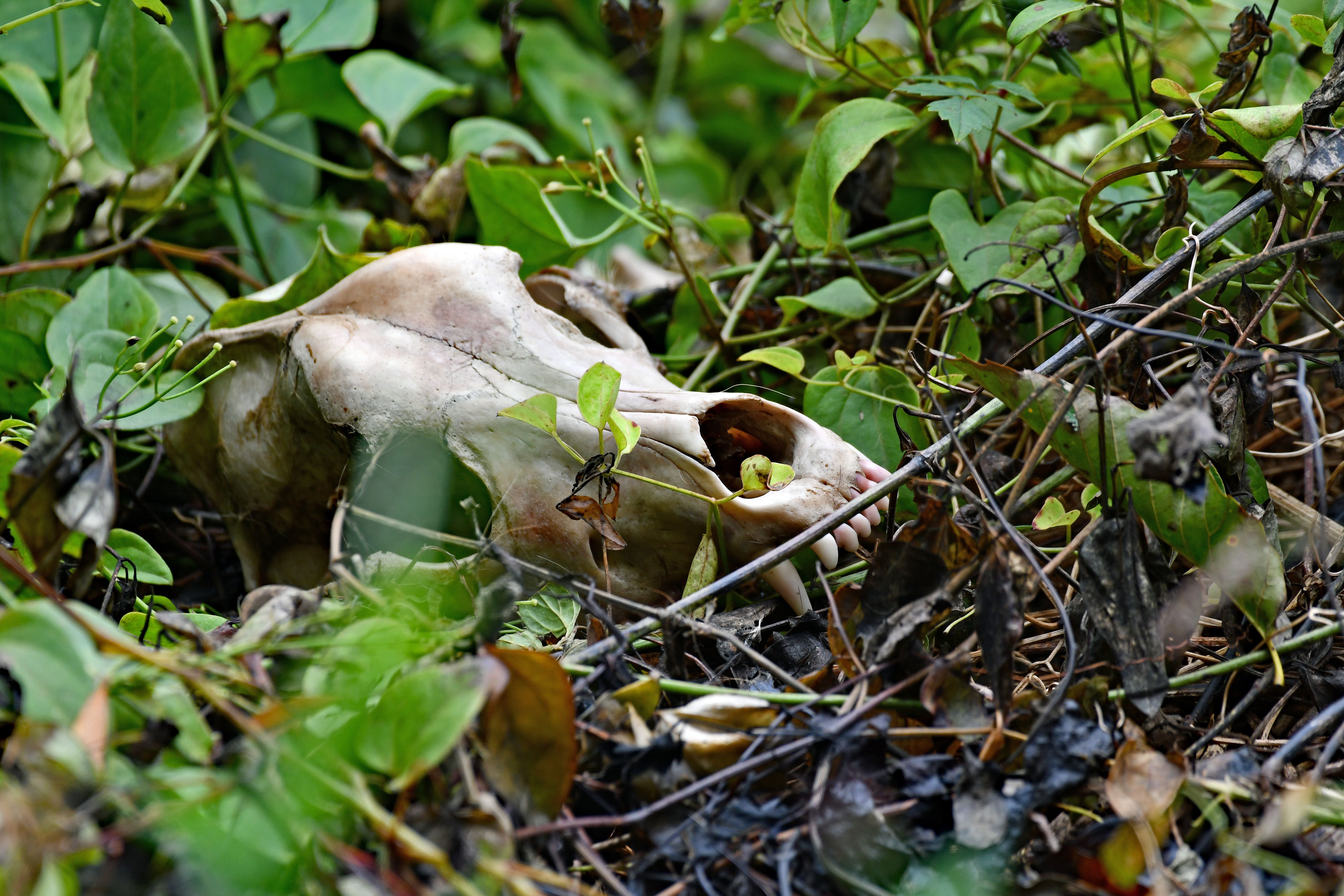 Animal Skull Hidden Among Forest Foliage · Free Stock Photo