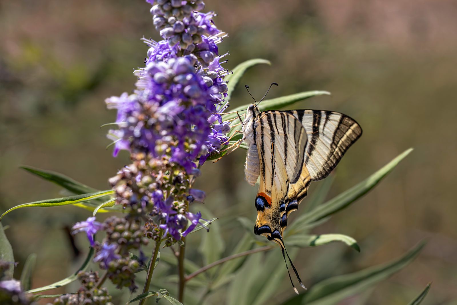 Butterfly Side View Photos, Download The BEST Free Butterfly Side View ...