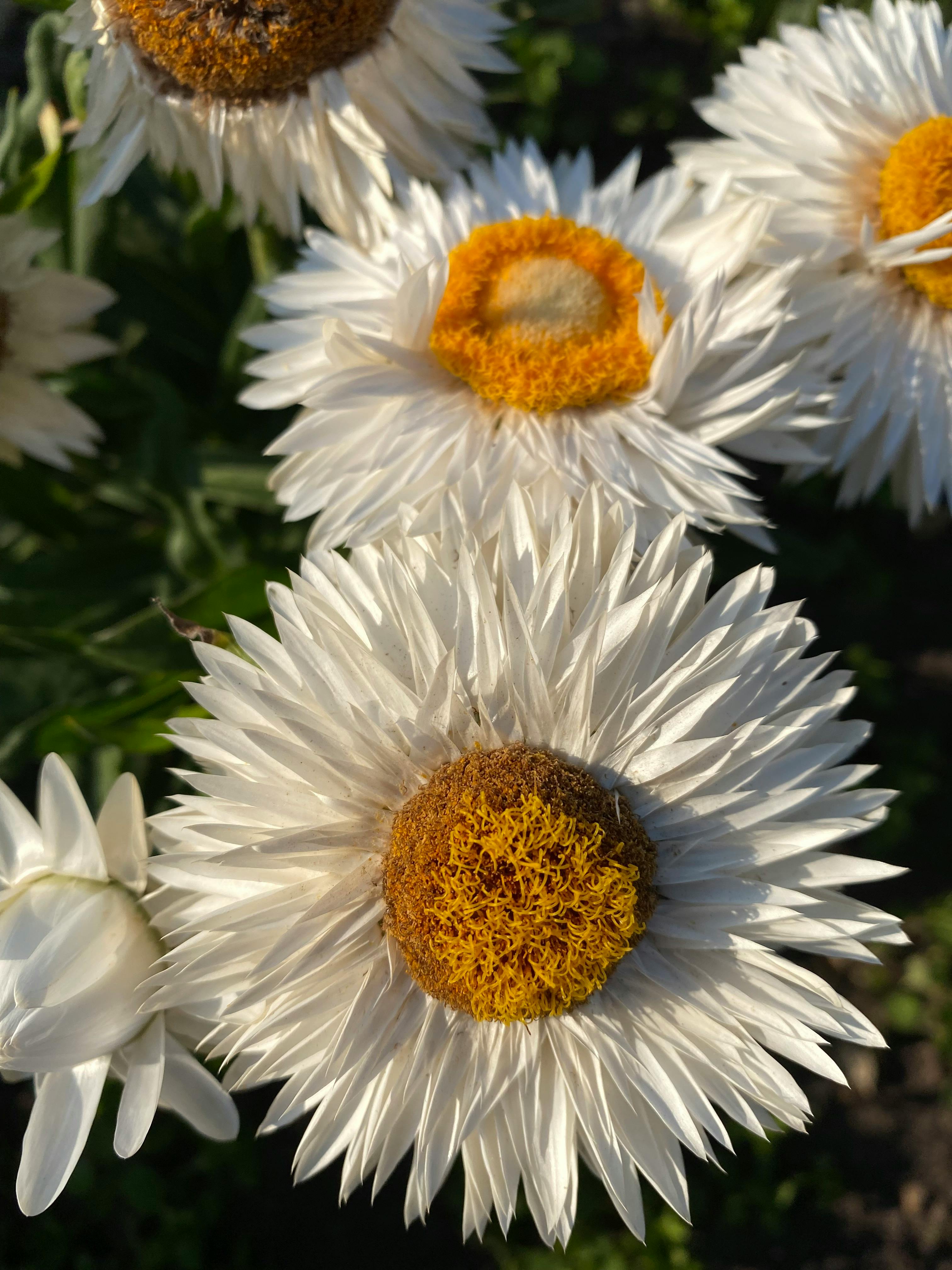 Close-Up of Blooming White Everlasting Flowers · Free Stock Photo