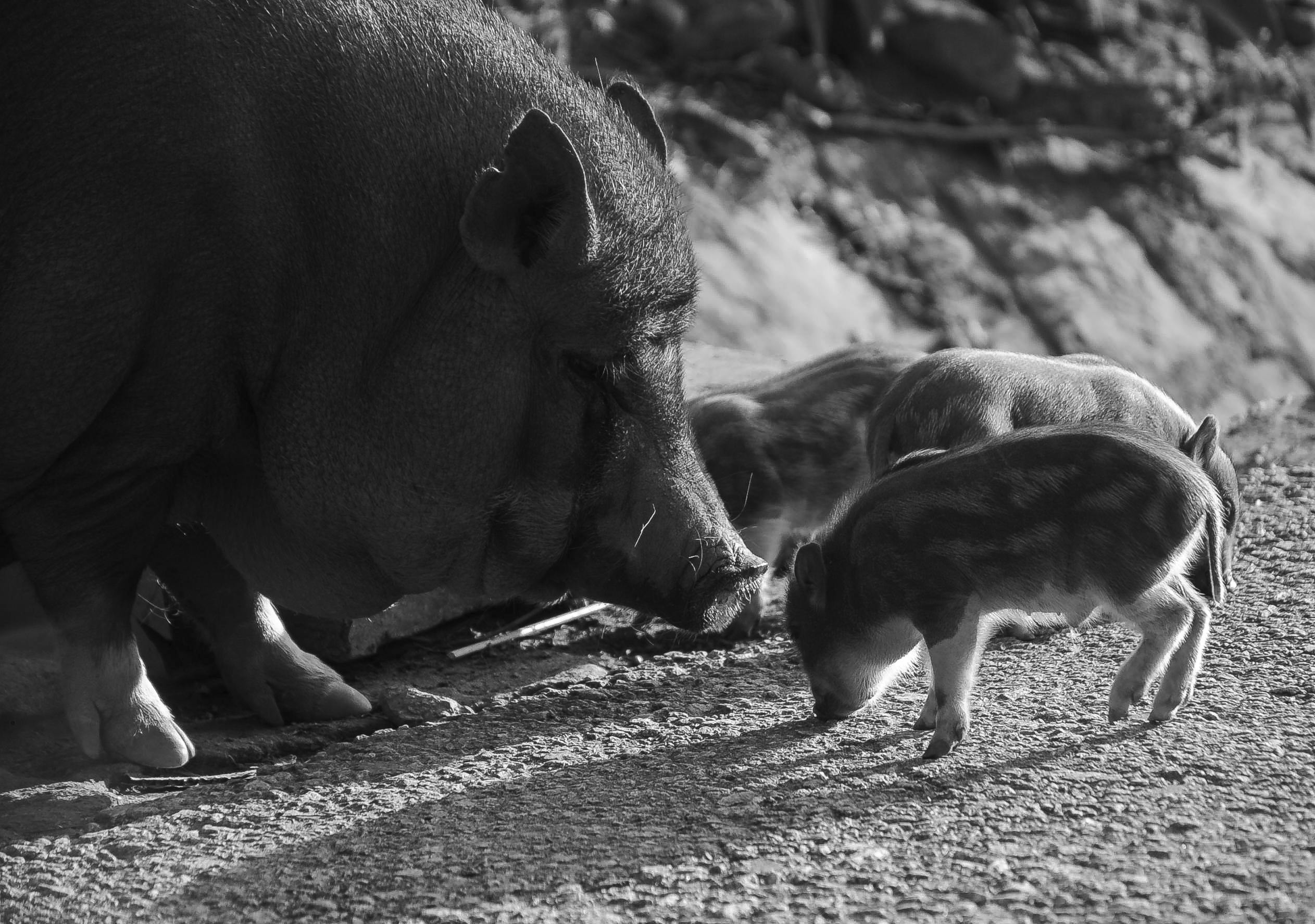 Ñeque: ¿El Secreto Detrás de Su Poder Energético y Beneficios?