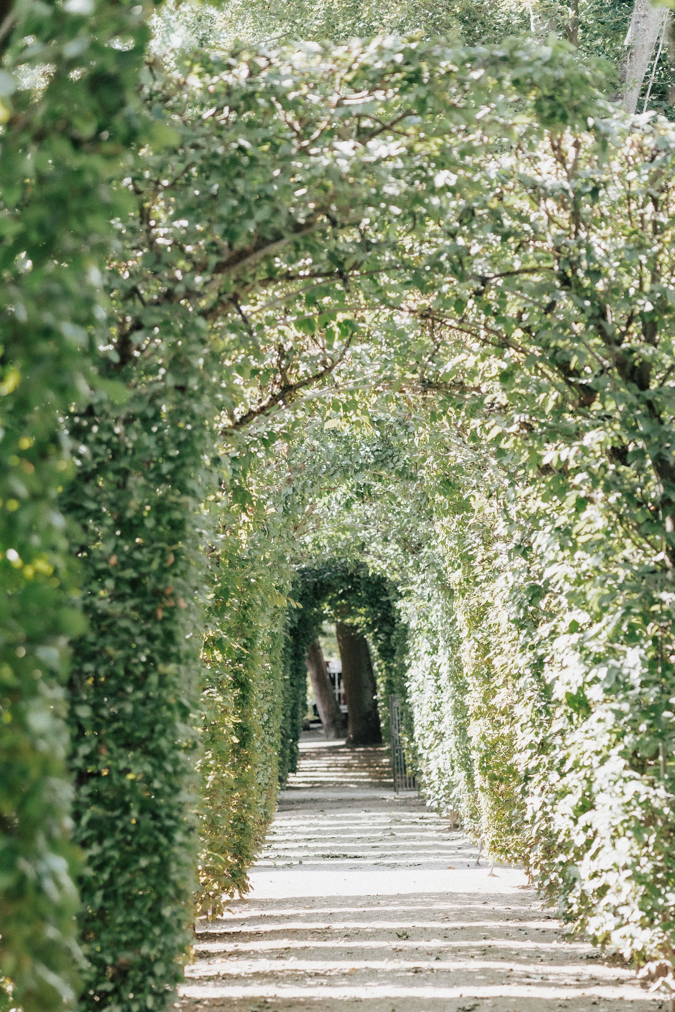 Serene Green Archway in Sunlit Garden · Free Stock Photo