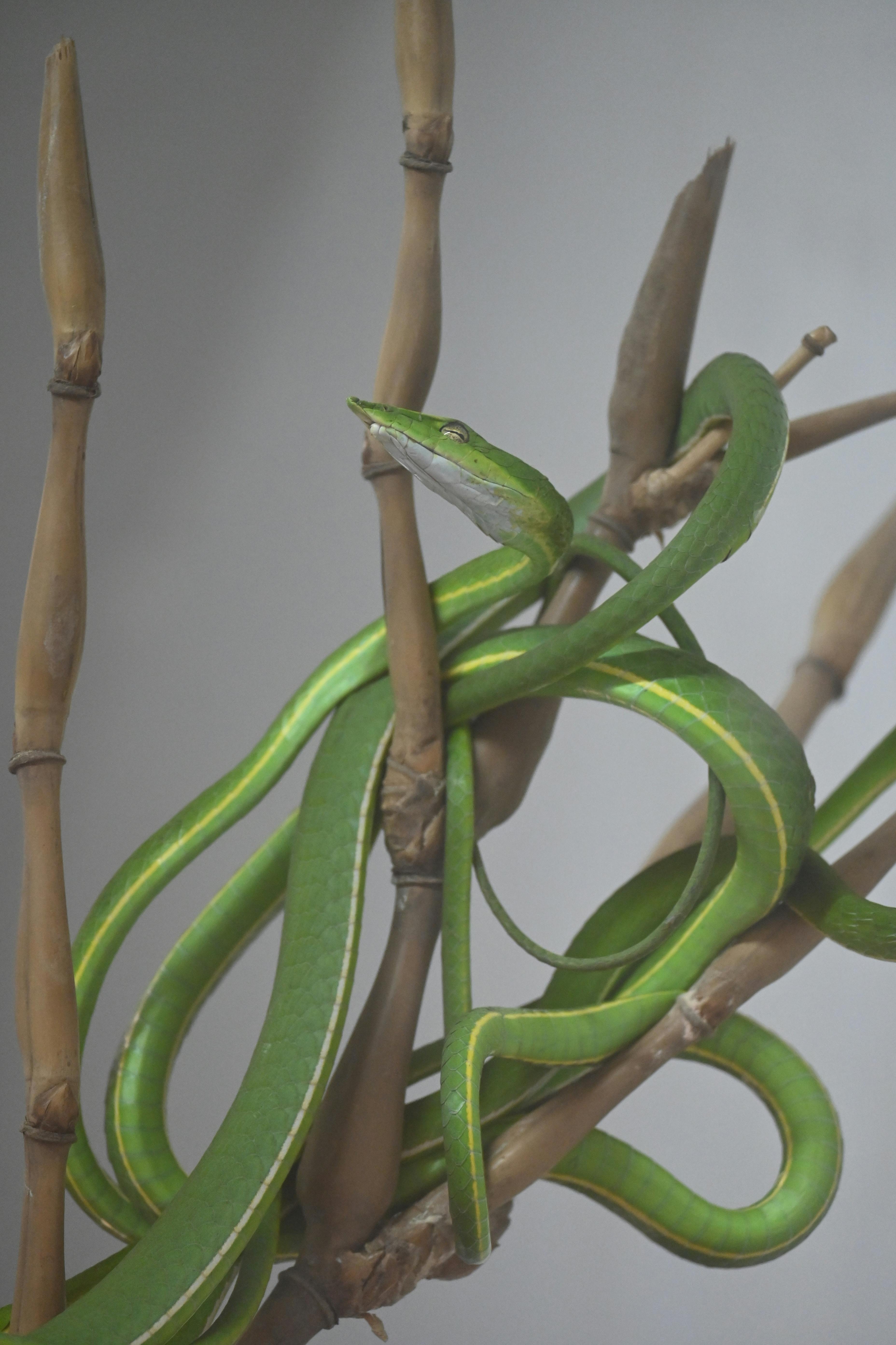 Tree Snake Photos, Download The BEST Free Tree Snake Stock Photos & HD ...