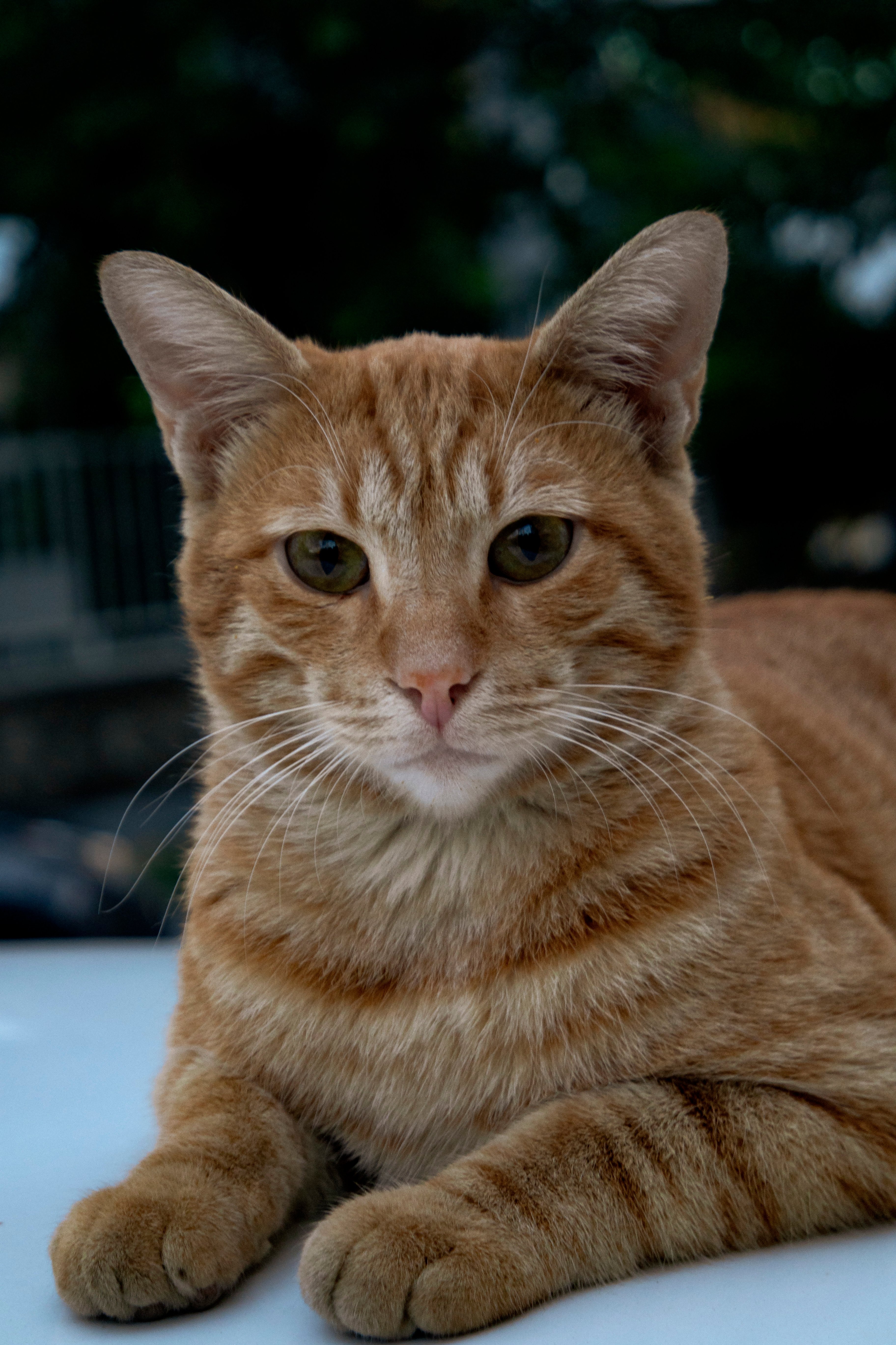 Close-up Portrait of a Ginger Tabby Cat · Free Stock Photo