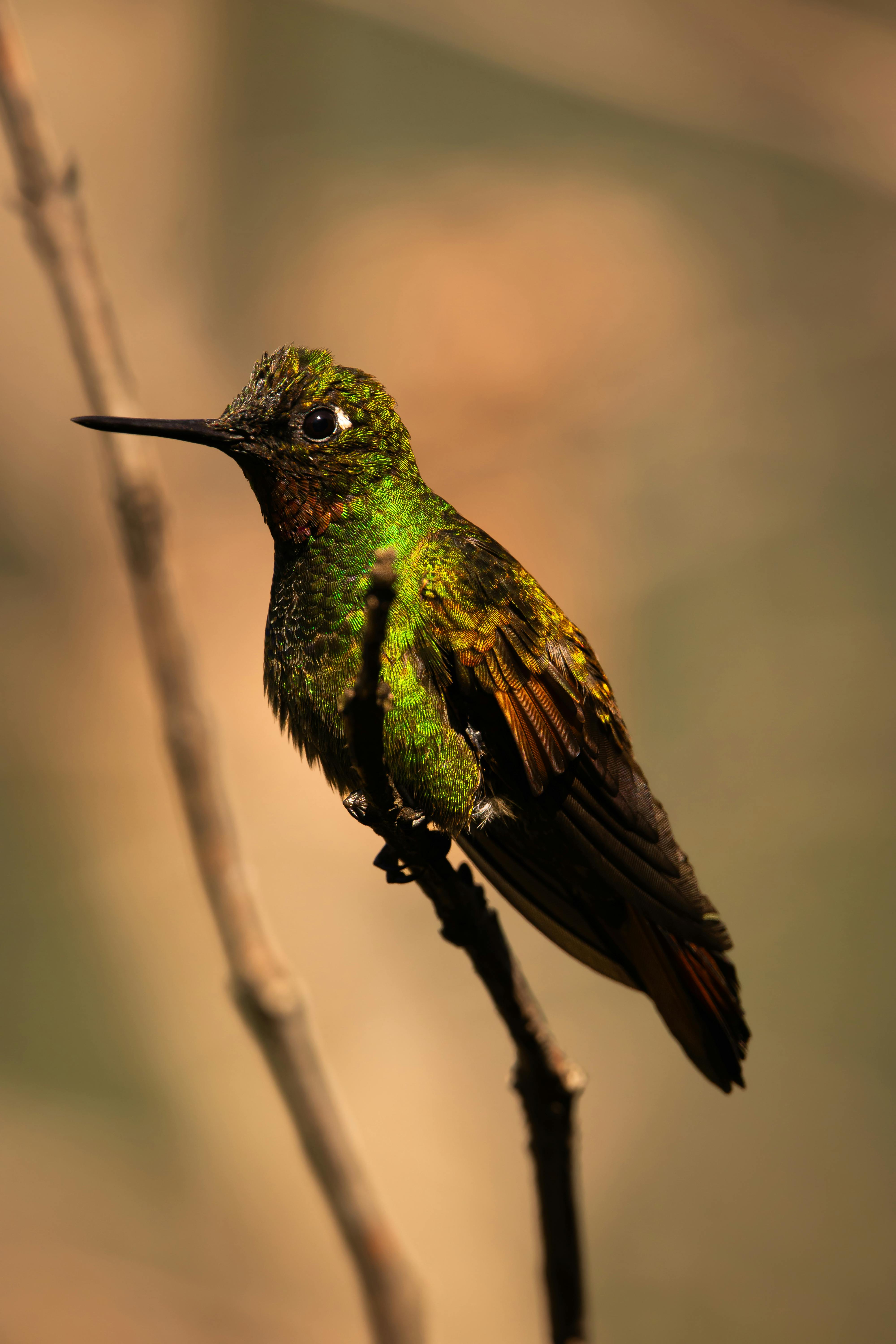 Foto de stock gratuita sobre al aire libre, alas, animal, animal ...