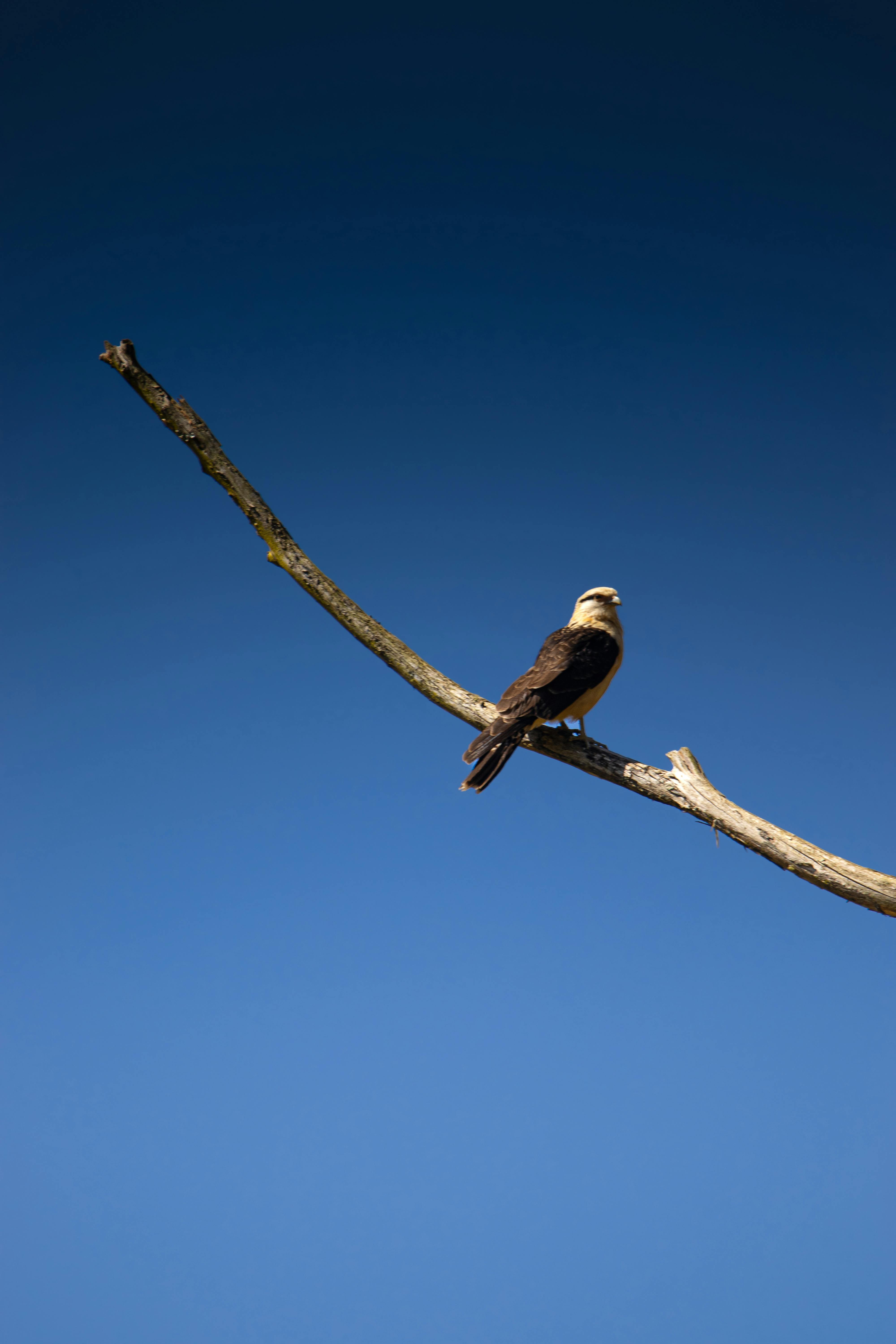 Flight Of Black Bird Above Tree · Free Stock Photo