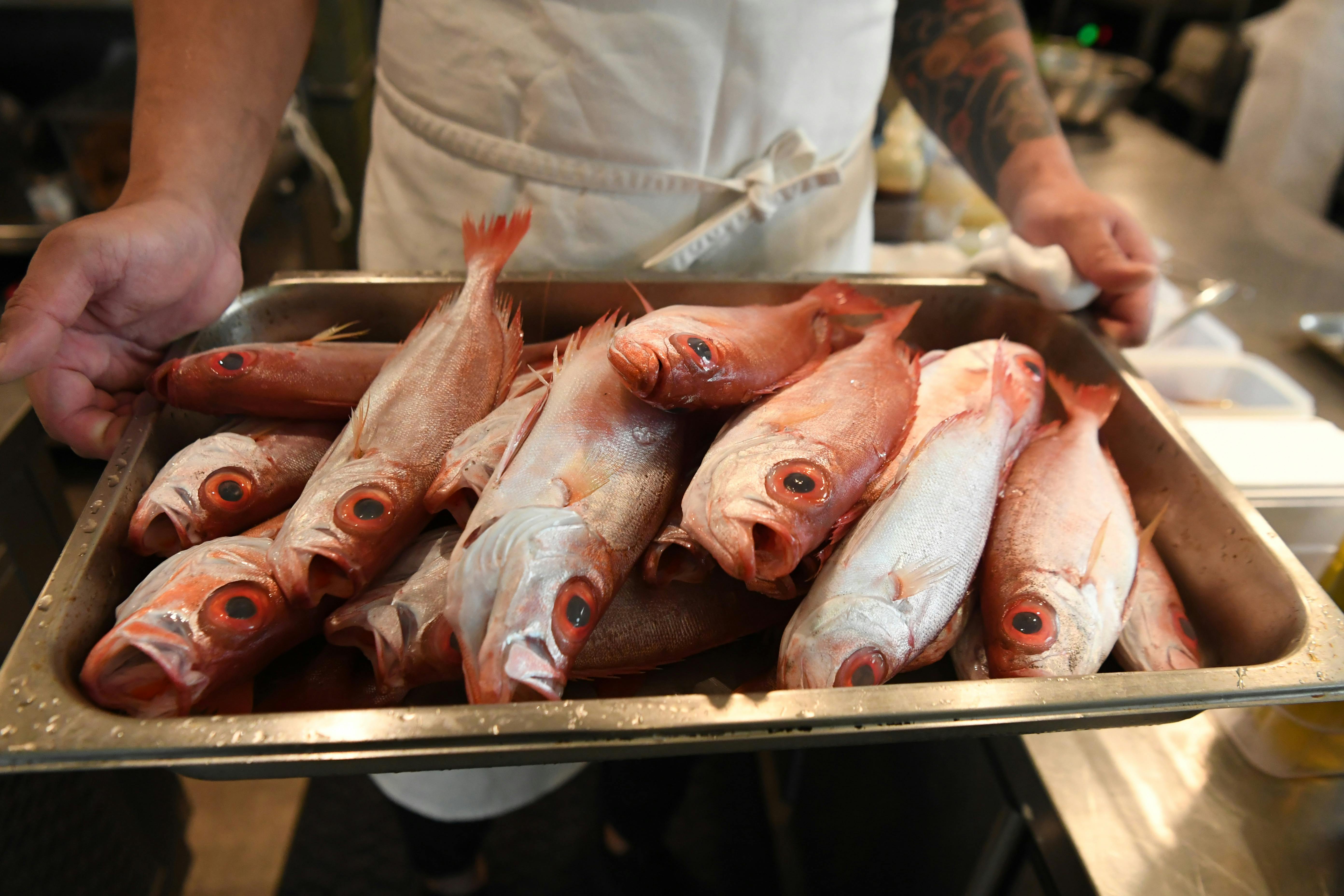 Crimson Fish Photos, Download The BEST Free Crimson Fish Stock Photos ...