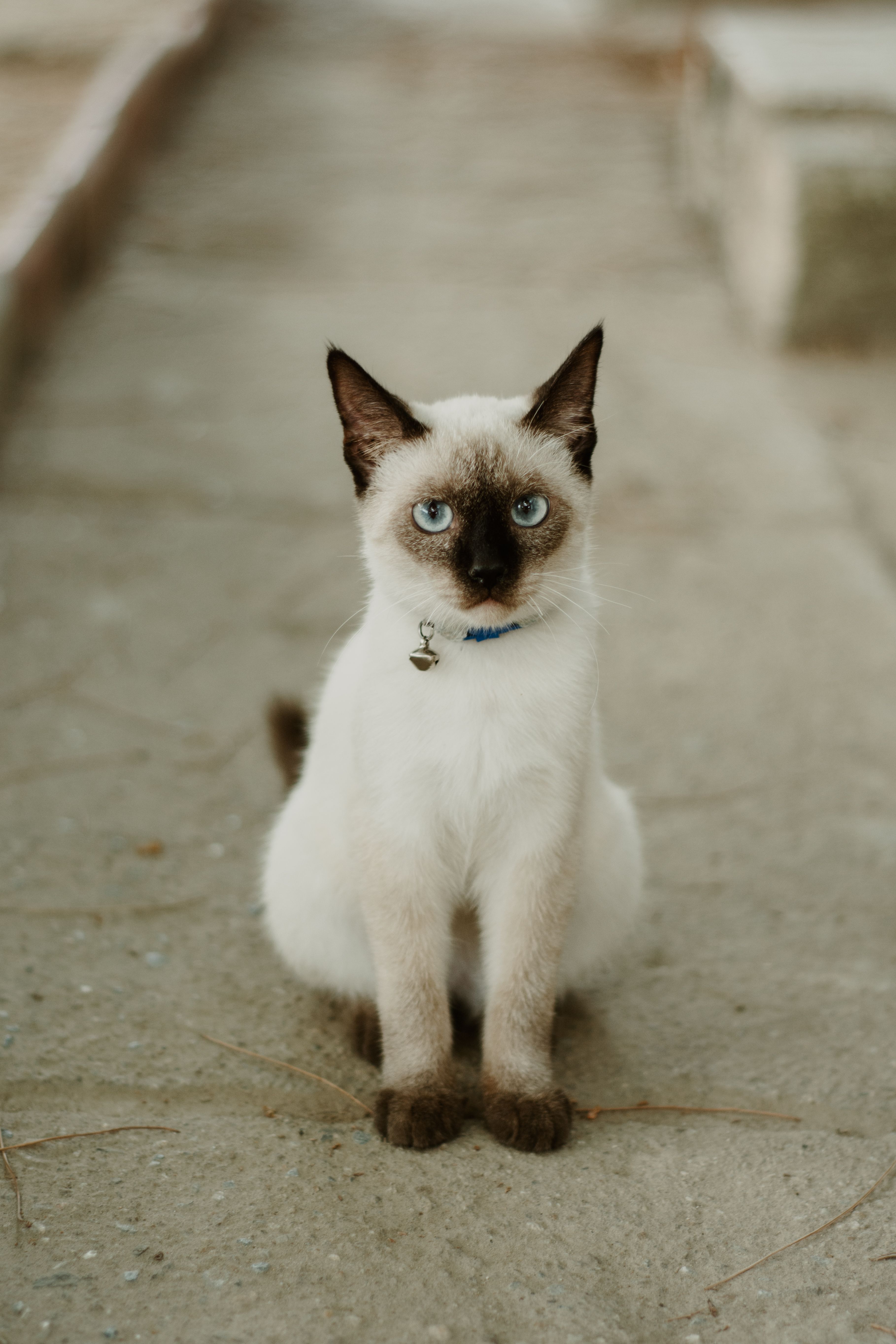 Serene Siamese Cat Sitting Outdoors on Path · Free Stock Photo