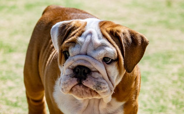 Long Nose English Bulldog Care and Companion Guide