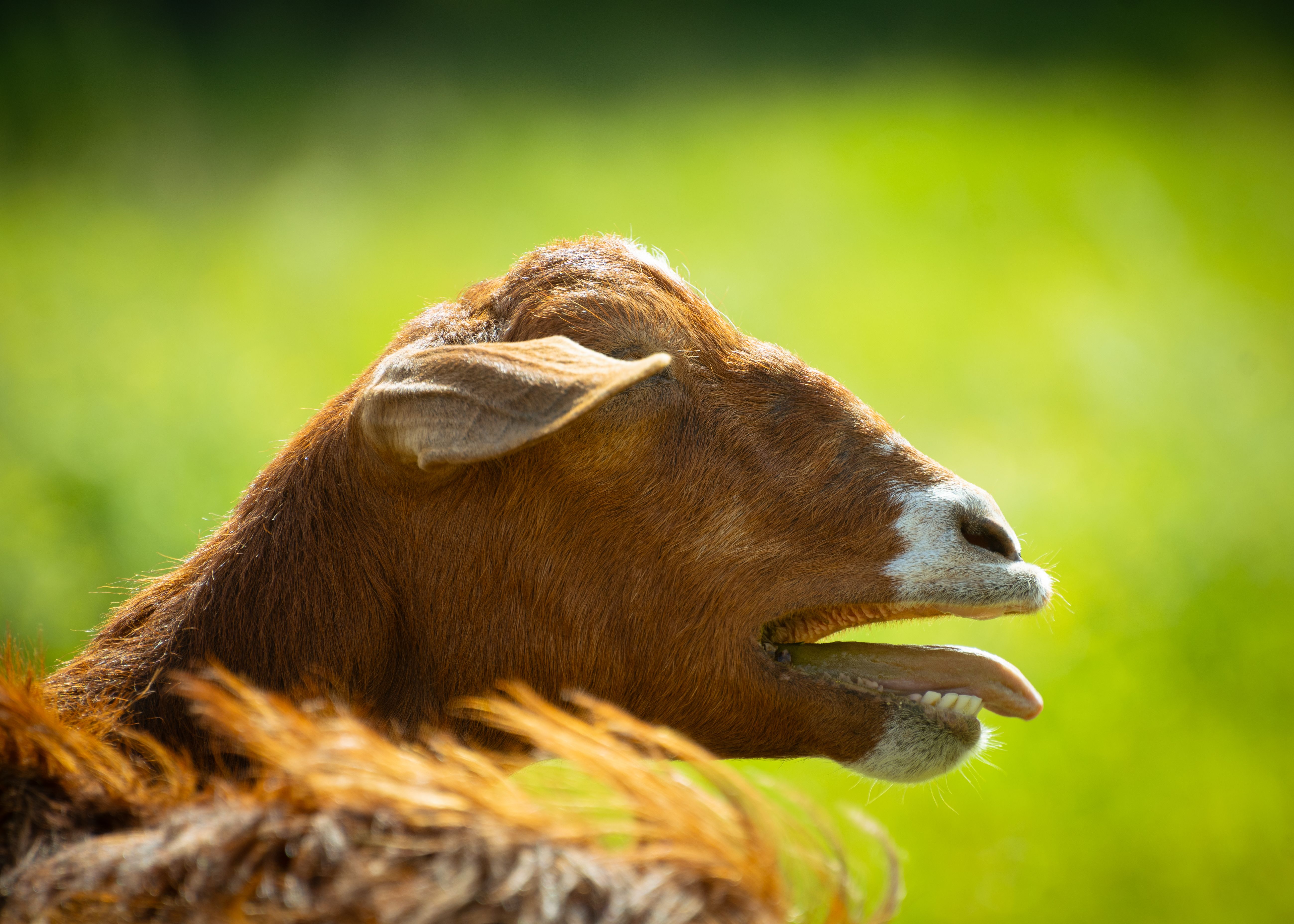 Sheep portrait · Free Stock Photo