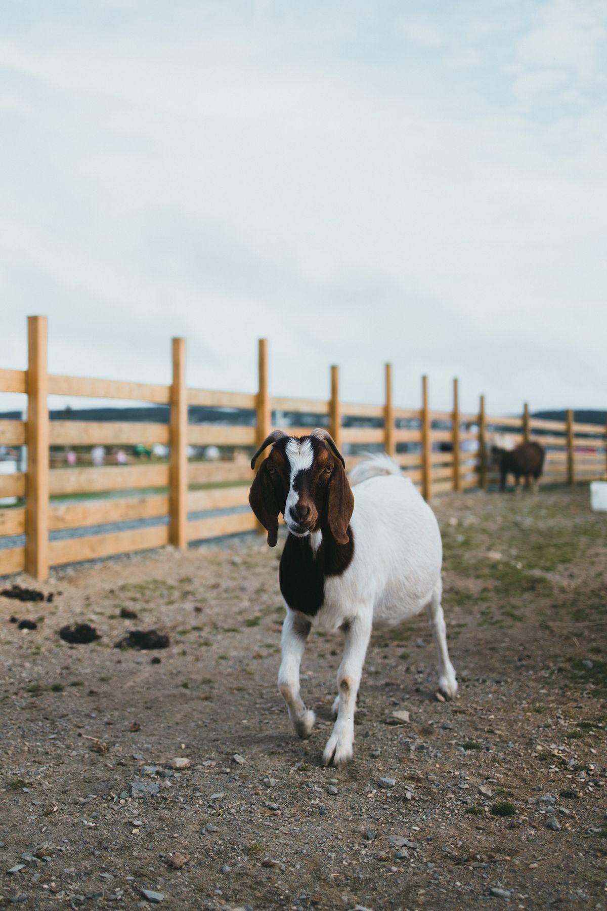 Goat Farm Senery In Field In Landscape Photos, Download The BEST Free ...