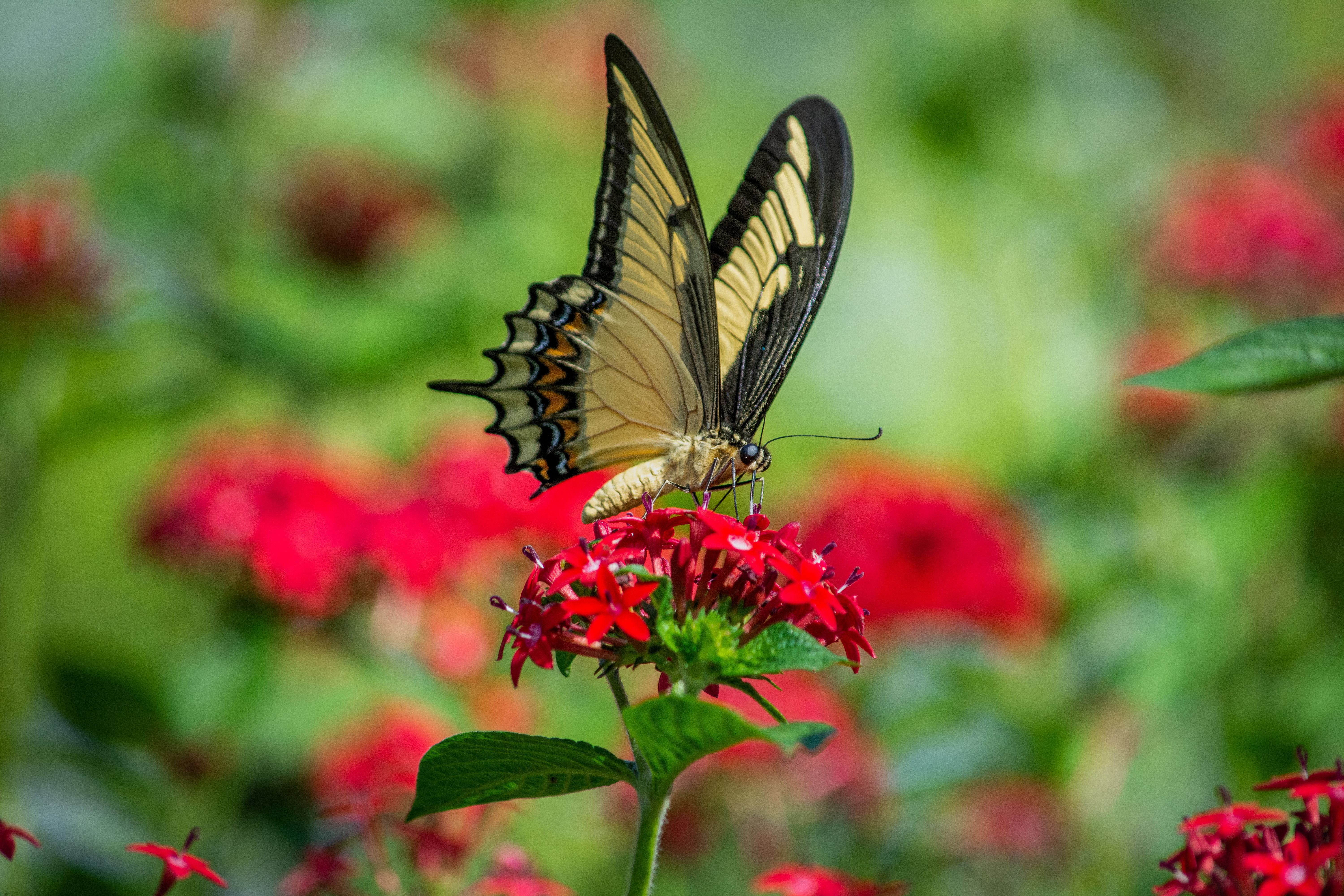 Butterfly on Orange Flower · Free Stock Photo
