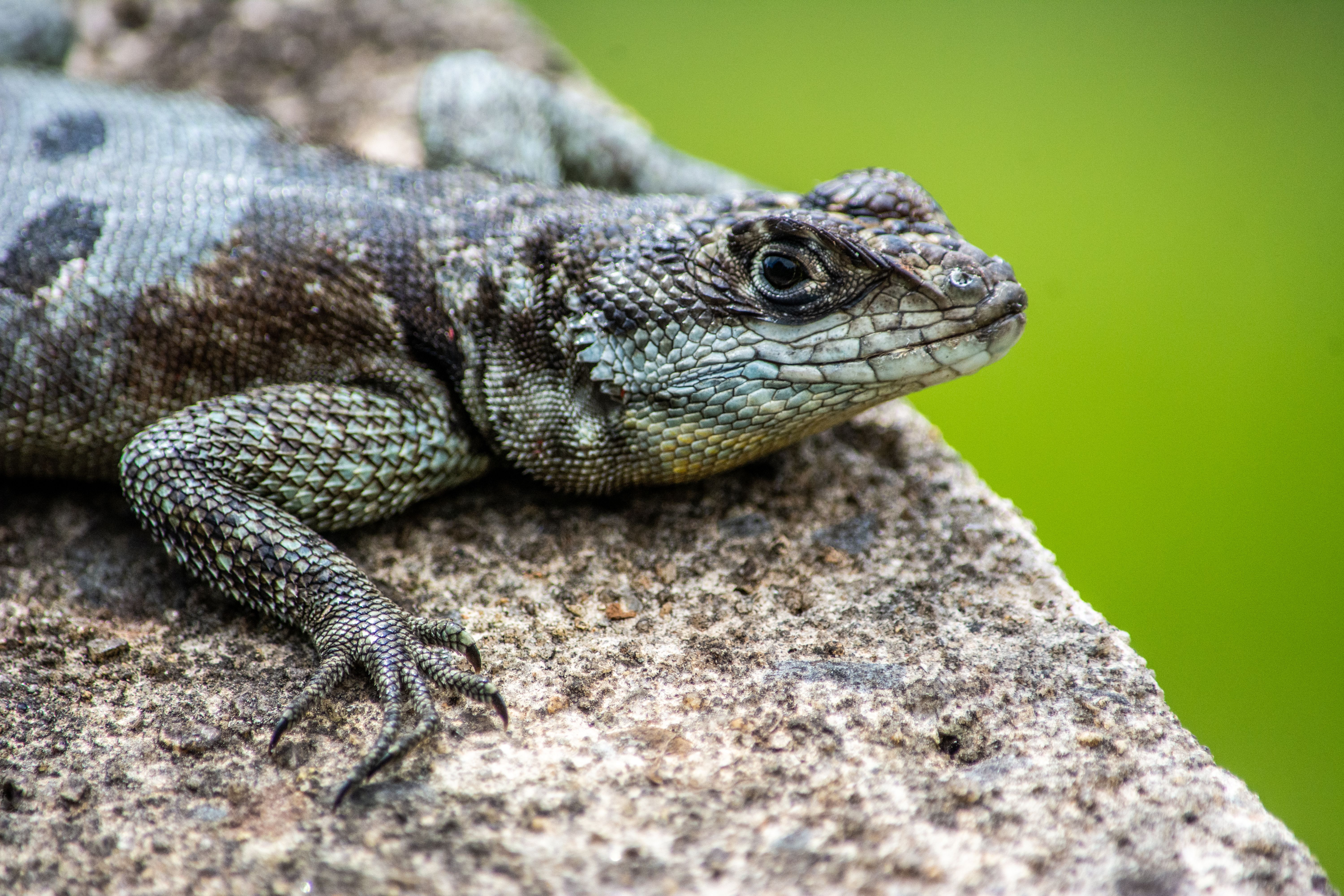 Close-up of a Lizard on Rock Surface · Free Stock Photo