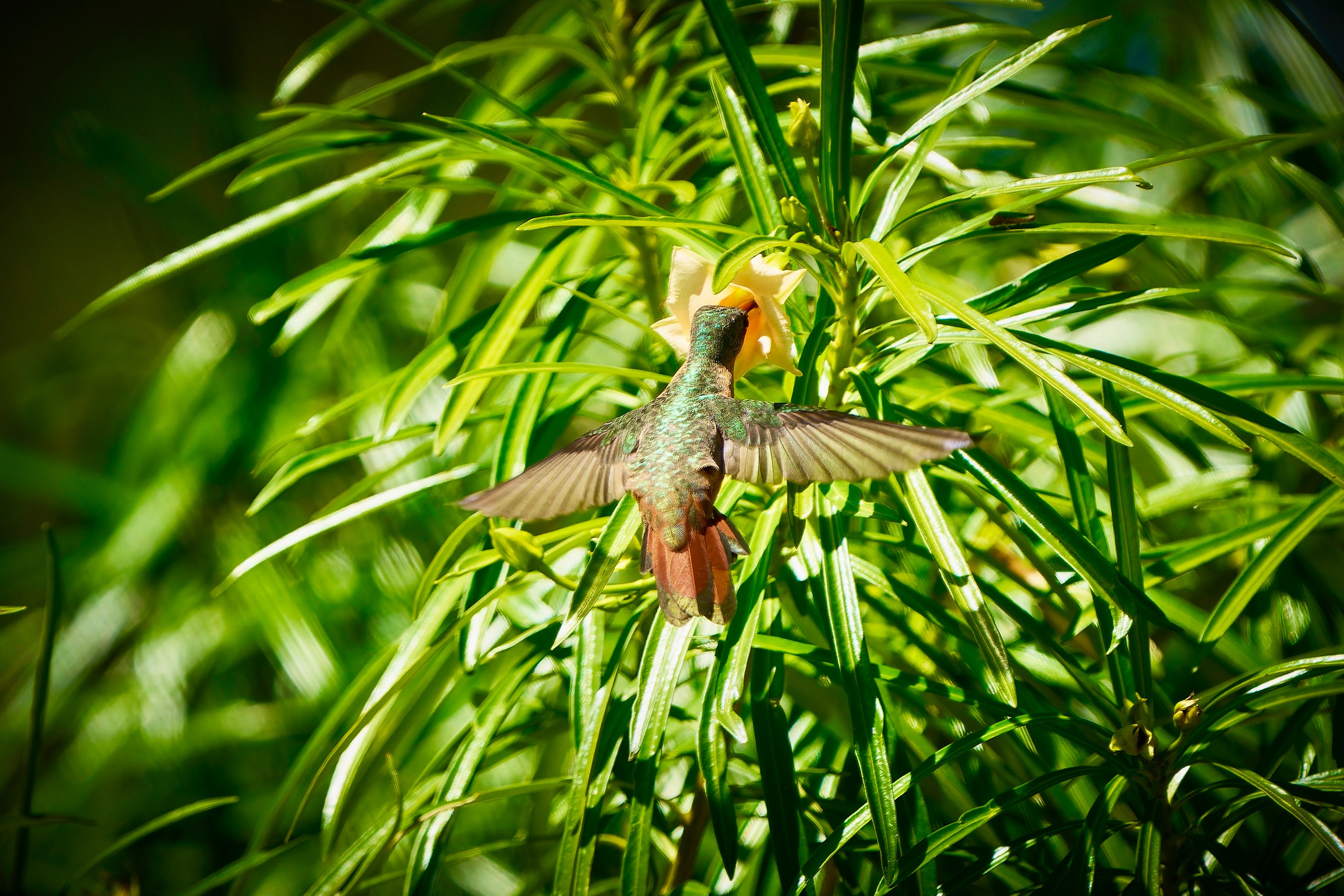 Colibrí Alimentándose De Una Flor En Jardines De Mérida · Foto de stock ...