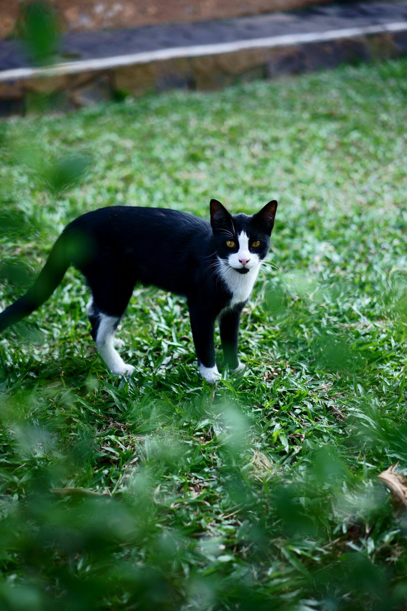 Baby Black Cat Photos, Download The BEST Free Baby Black Cat Stock ...