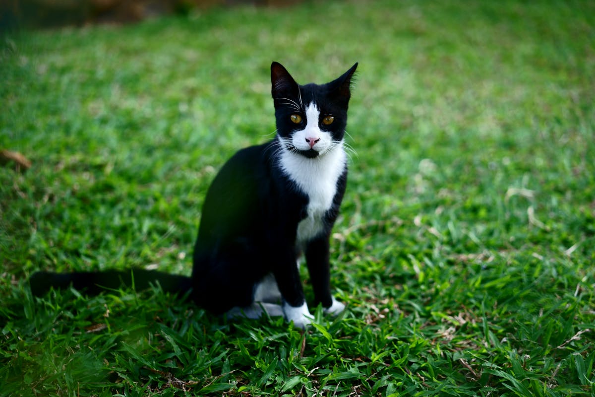 Baby Black Cat Photos, Download The BEST Free Baby Black Cat Stock ...