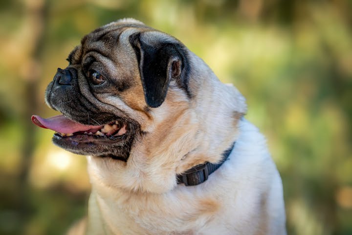 Caring for Your Fat Pug Dog: Preventing Obesity Naturally