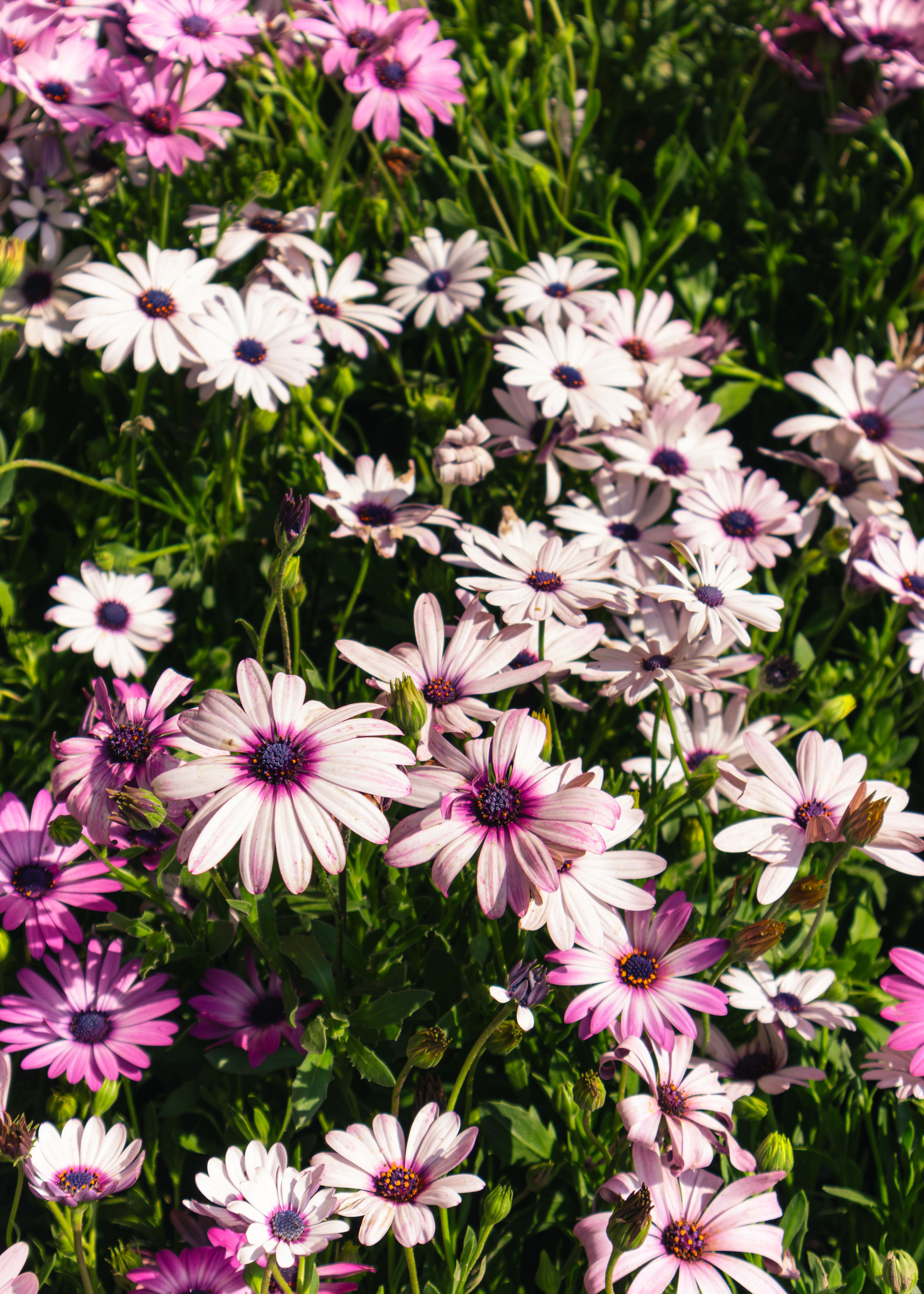 Vibrant African Daisies Blooming in Summer Sun · Free Stock Photo
