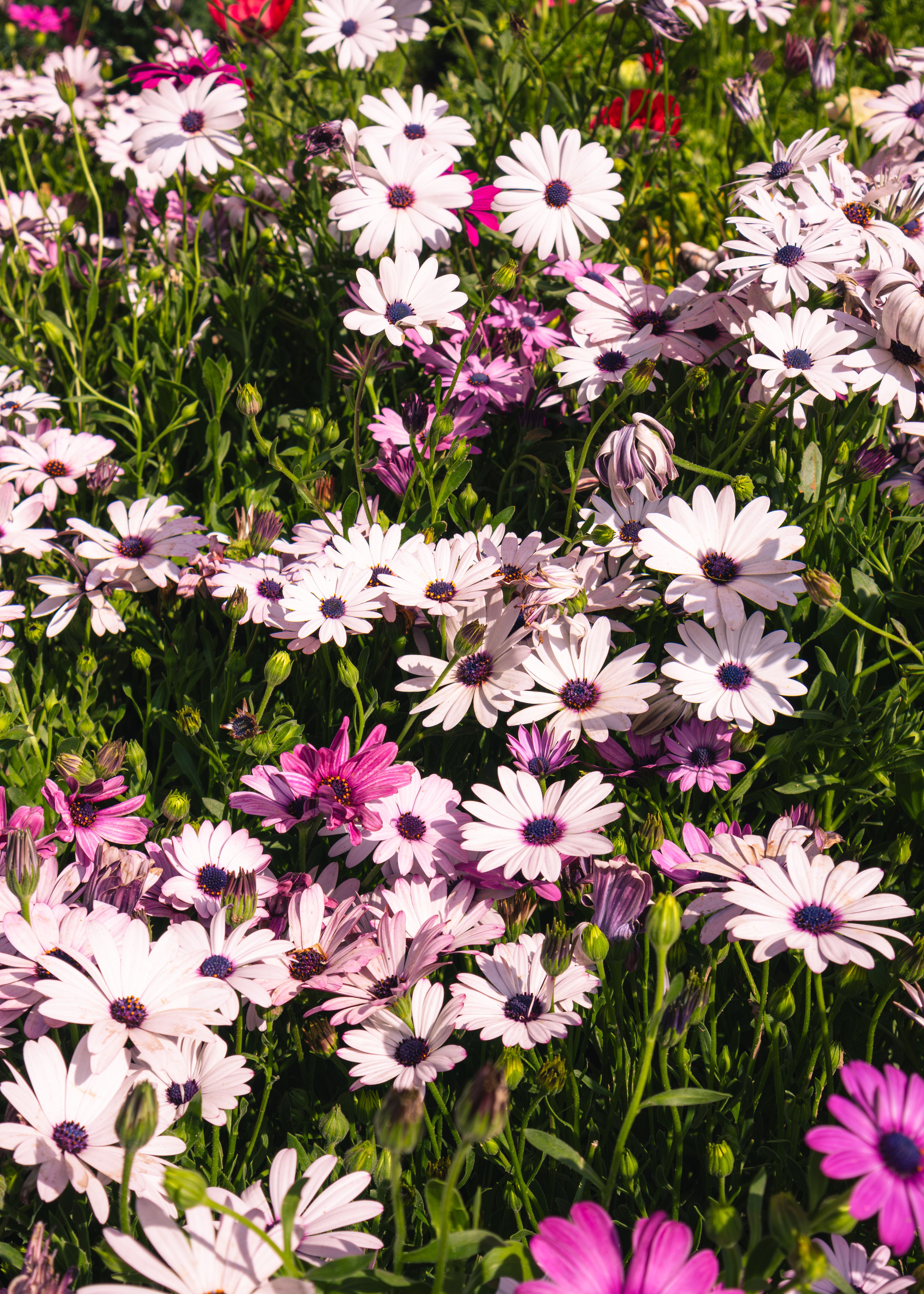 Vibrant African Daisies in Bloom in Summer · Free Stock Photo