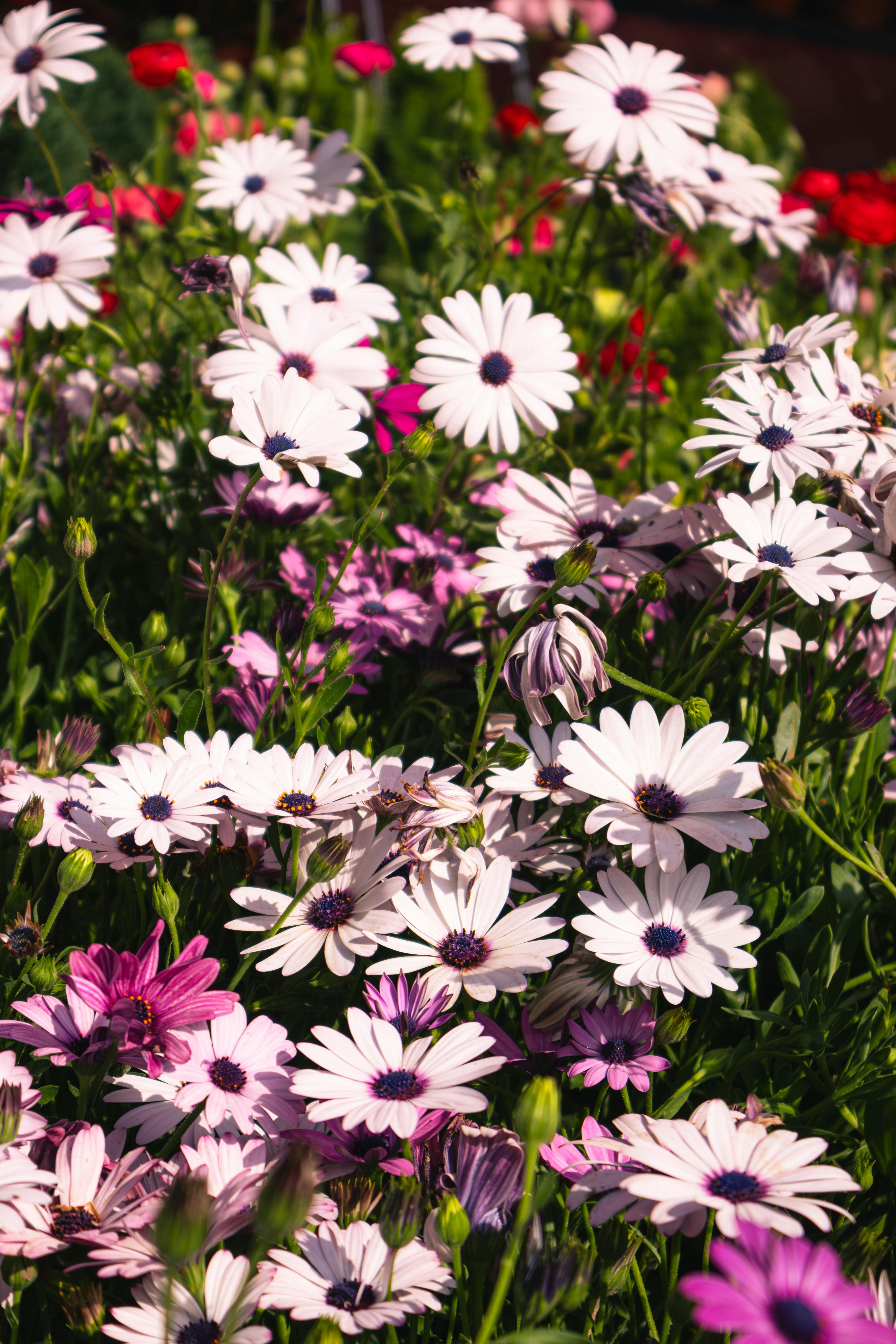 Anurag Jamwal - 摄影