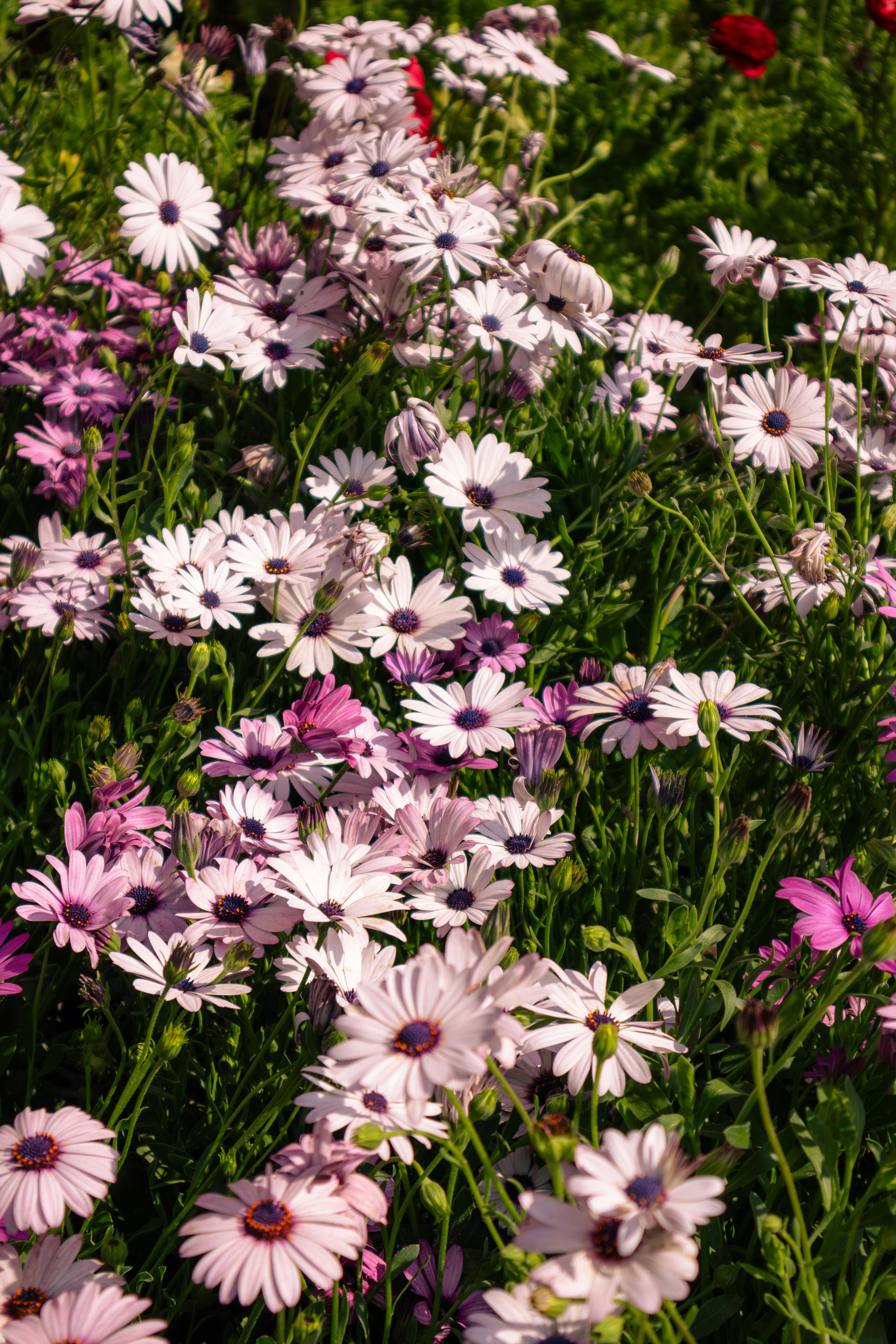 Anurag Jamwal - 摄影