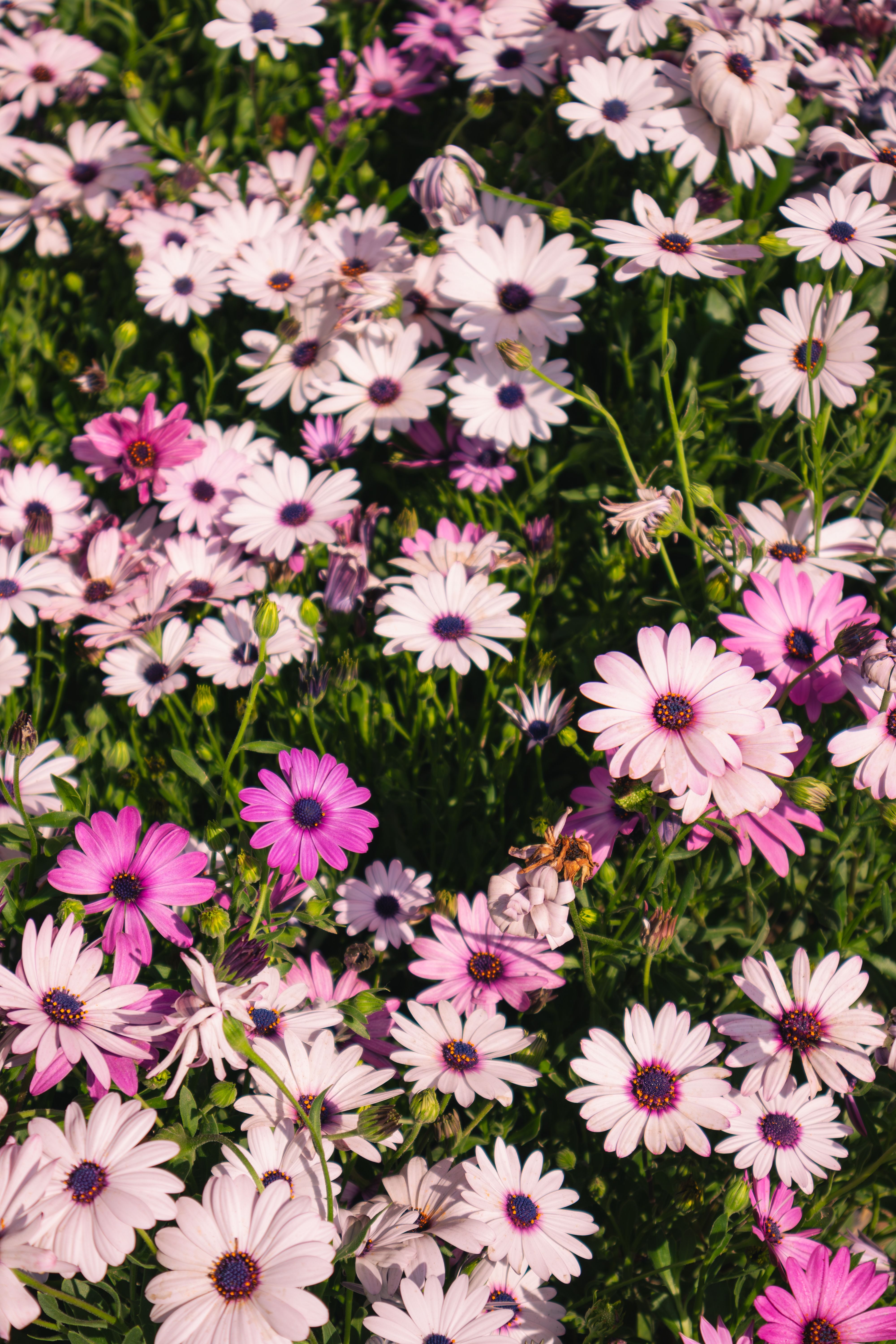 Vibrant African Daisies Blooming in Summer Sun · Free Stock Photo