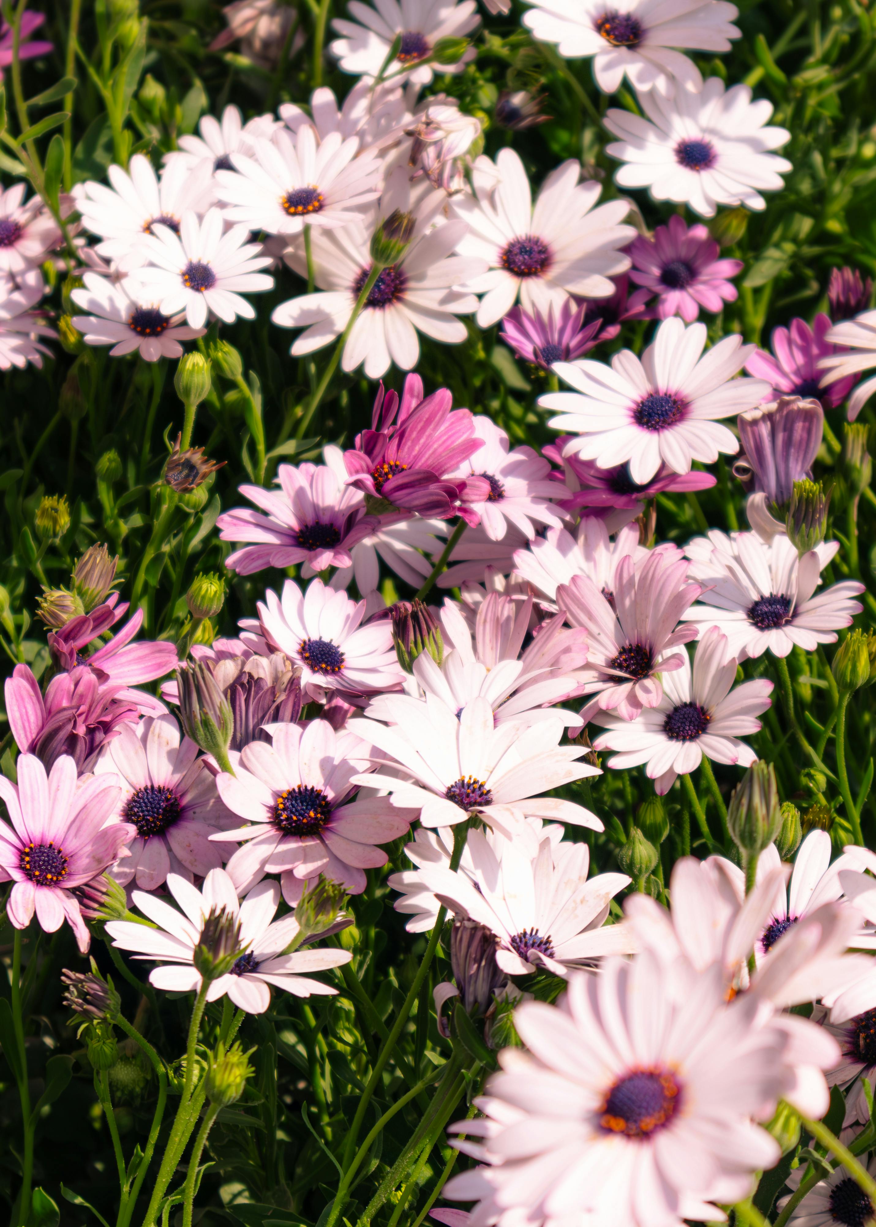 Anurag Jamwal - 摄影