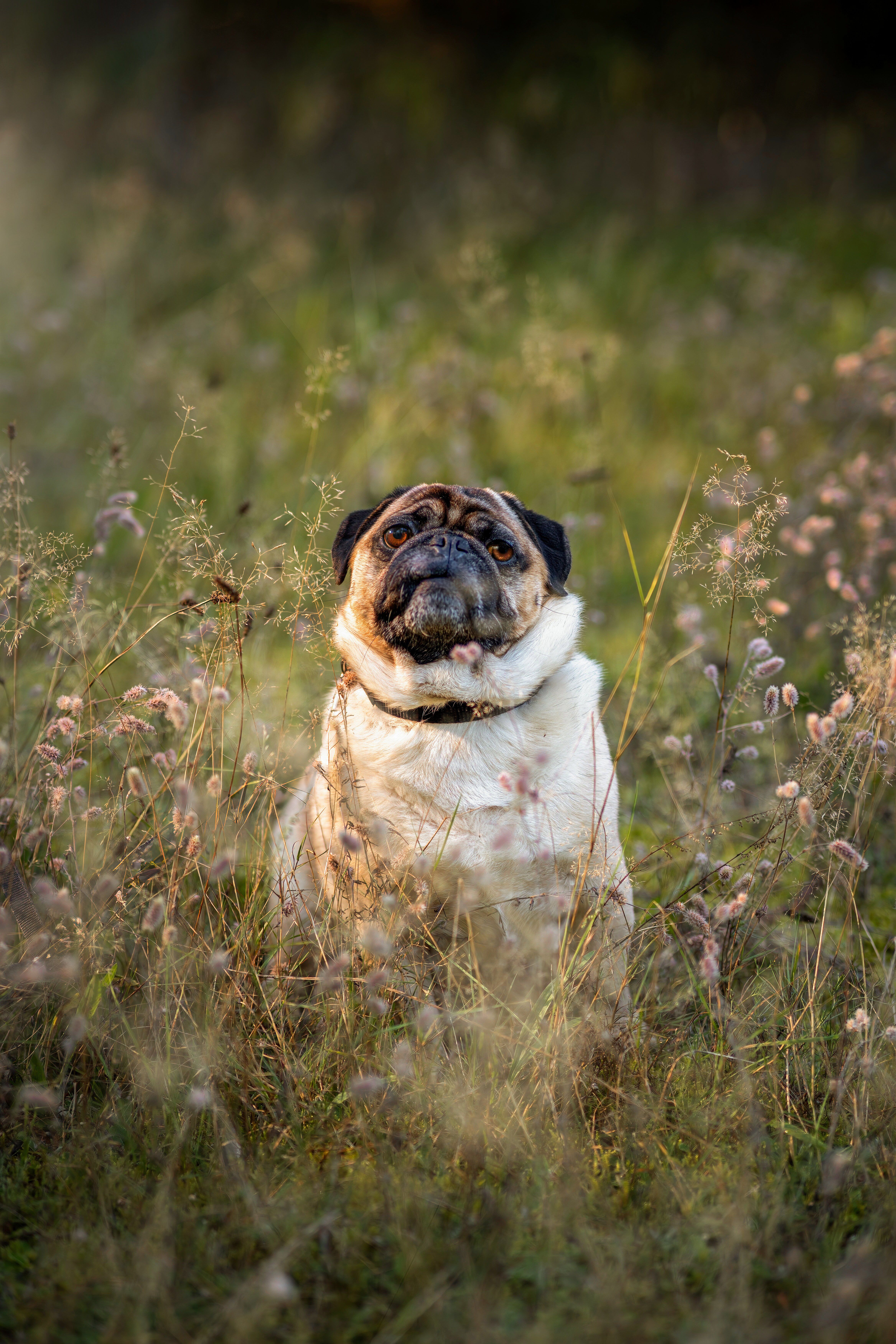 Adorable Pug Sitting in a Field of Wildflowers · Free Stock Photo