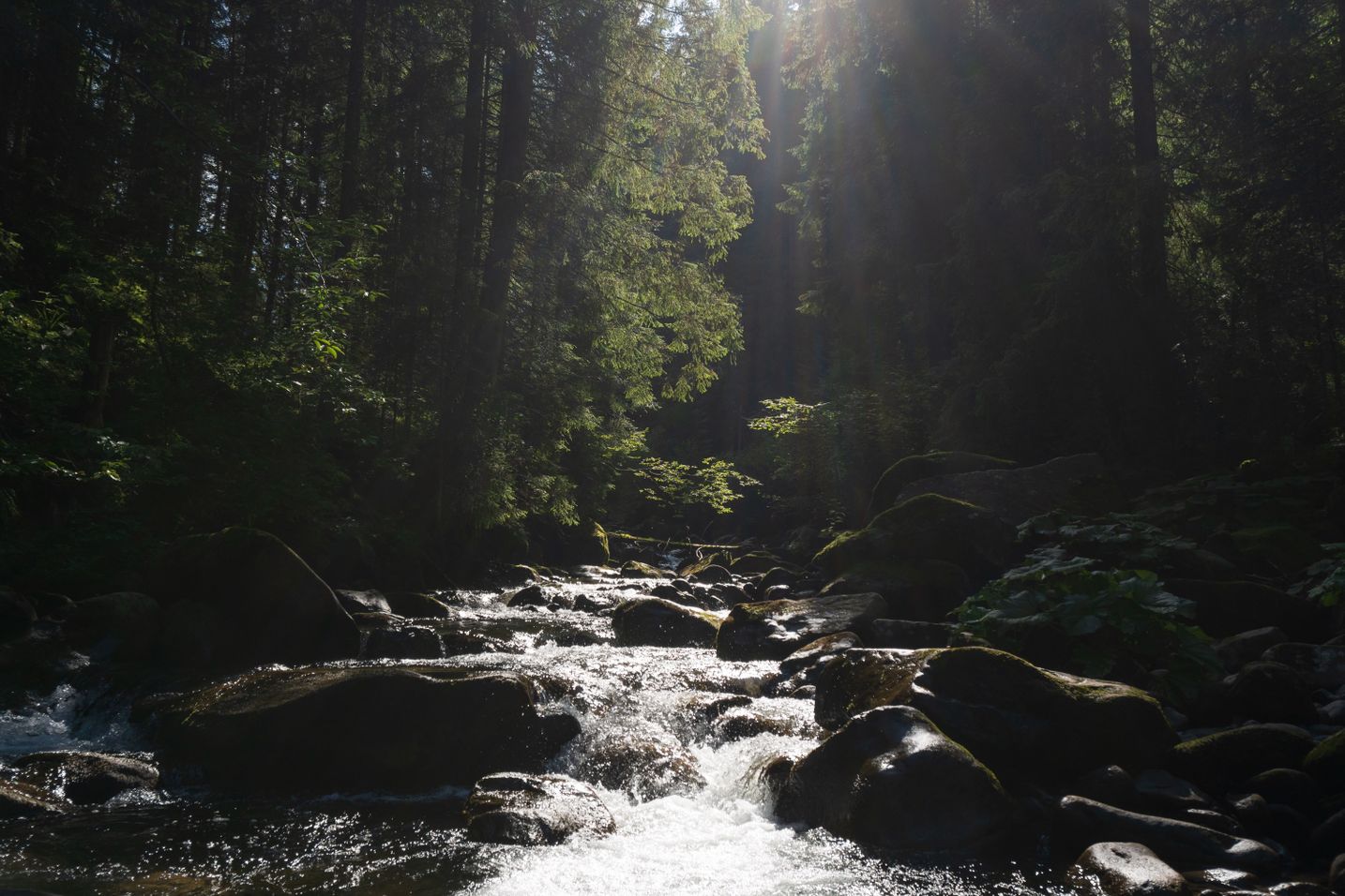 Explore Ukraine Wildlife and Its Unique Habitats Naturally