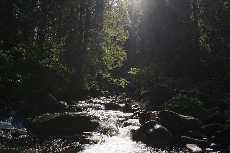 Explore Ukraine Wildlife and Its Unique Habitats Naturally