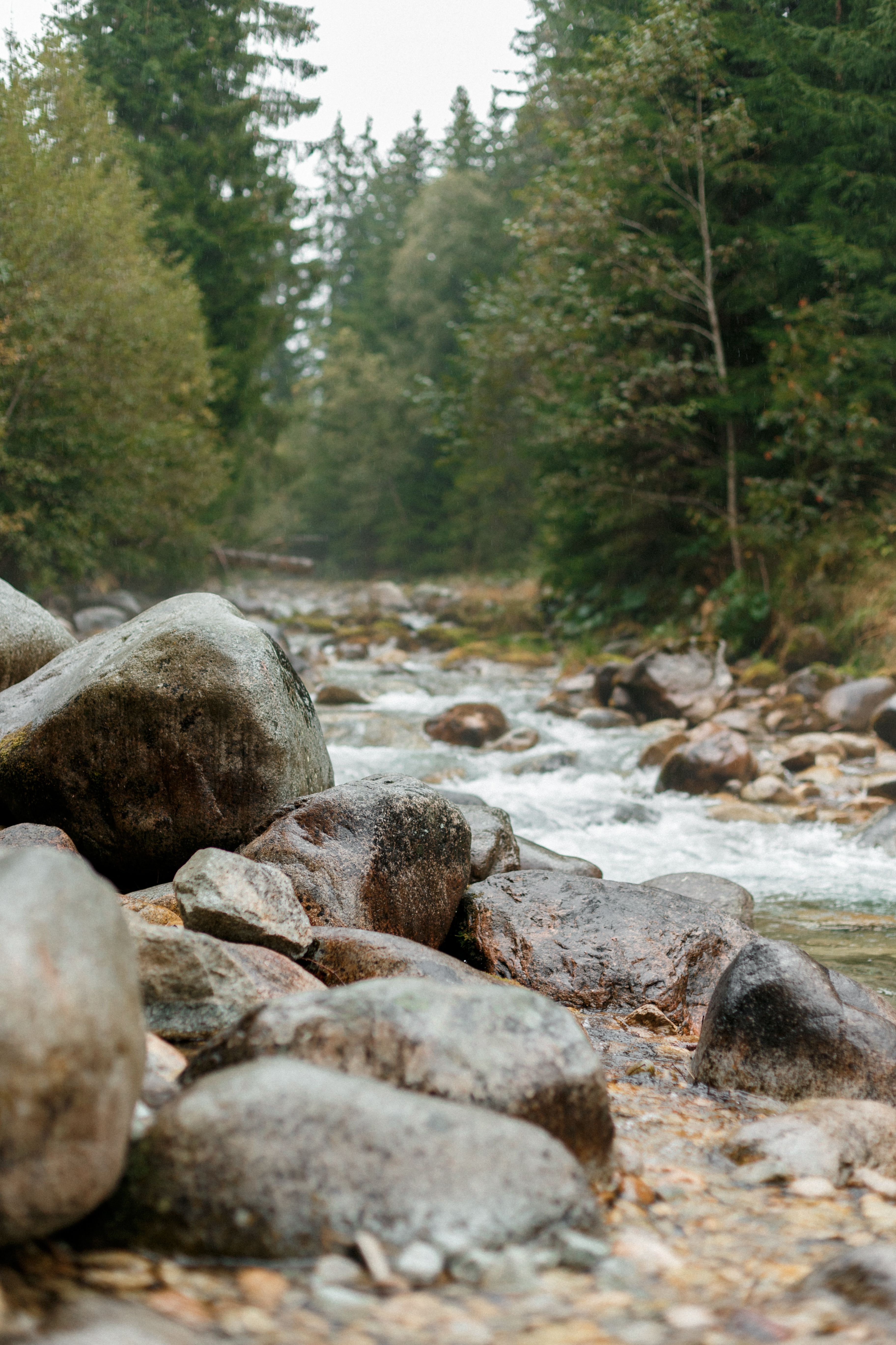 Peaceful River Flowing Through Forest Landscape · Free Stock Photo