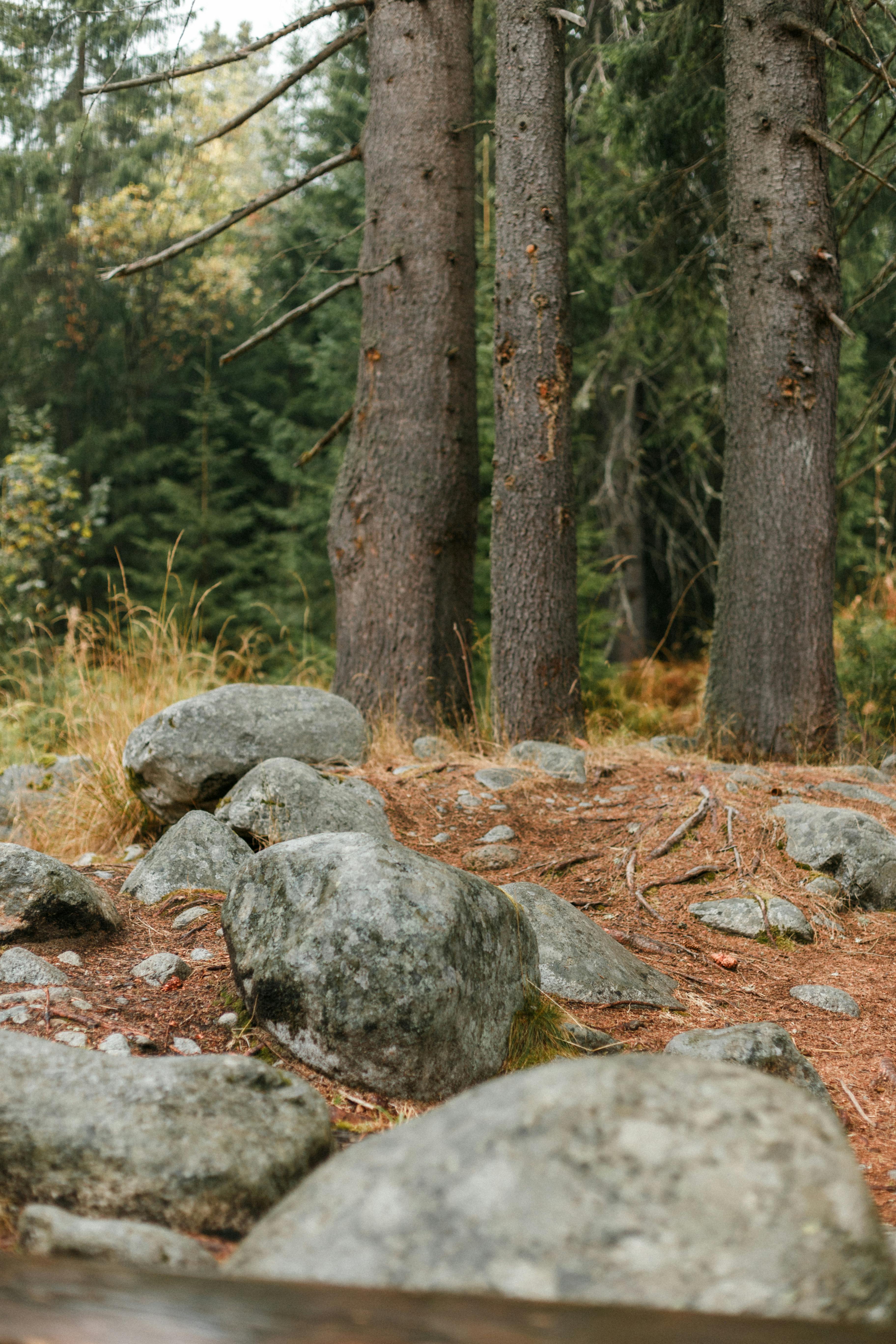 Rock Formation Surrounded by Trees · Free Stock Photo