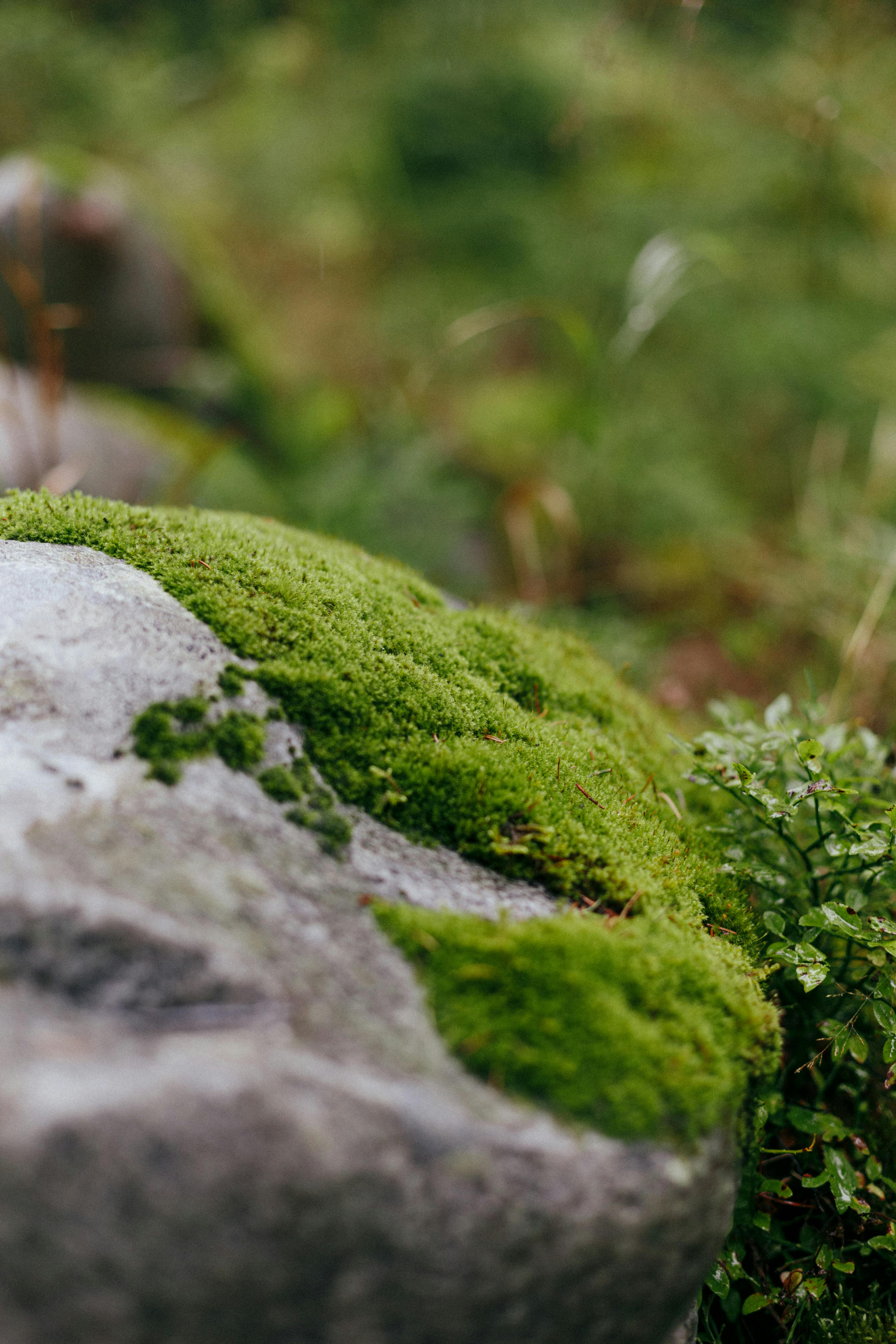 Roca De Musgo · Foto de stock gratuita