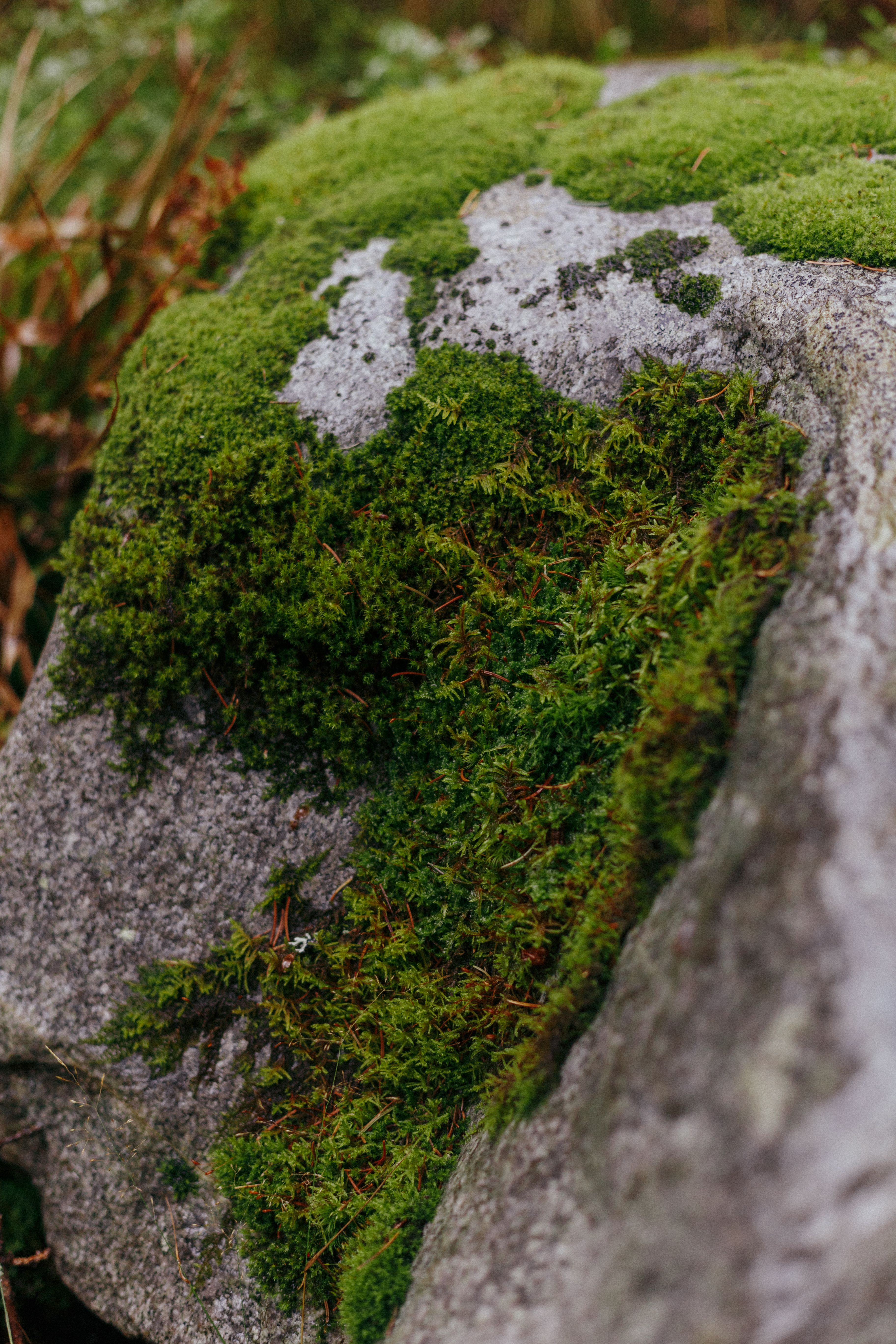 Close-up of Moss-Covered Rock in Nature · Free Stock Photo