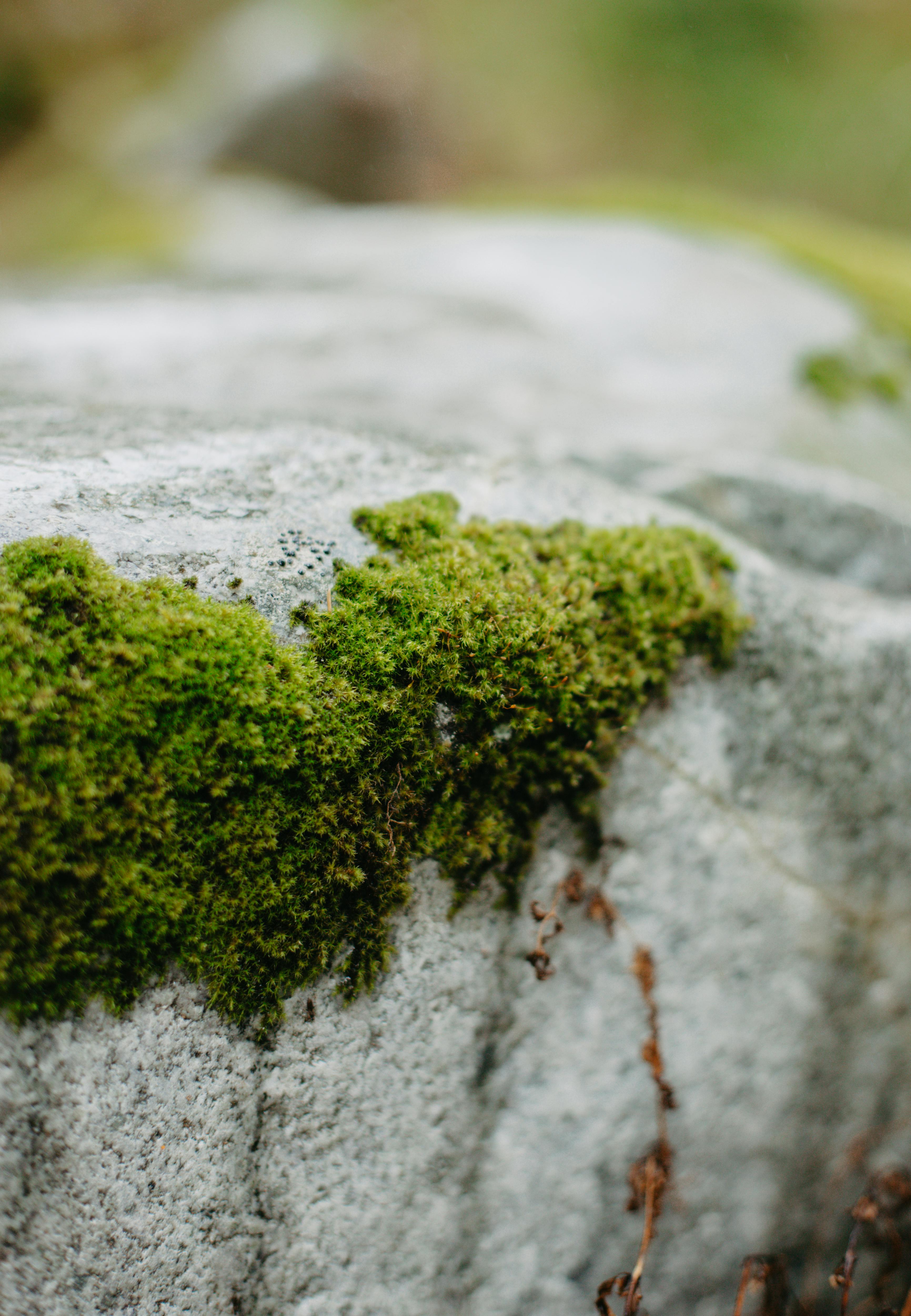 Close-up of Moss on a Rock in a Forest · Free Stock Photo