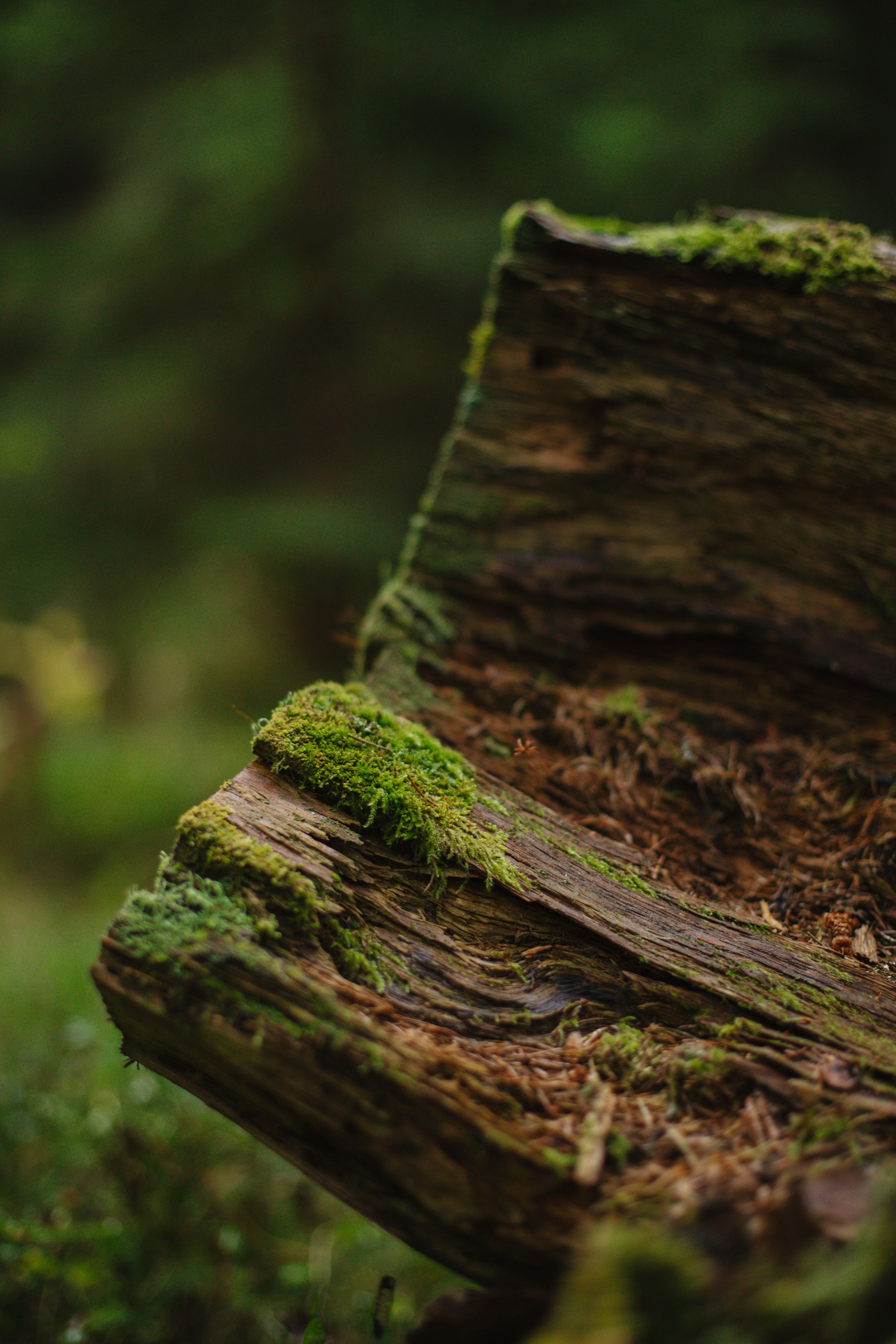 Close-up of Moss-Covered Wood in a Forest · Free Stock Photo