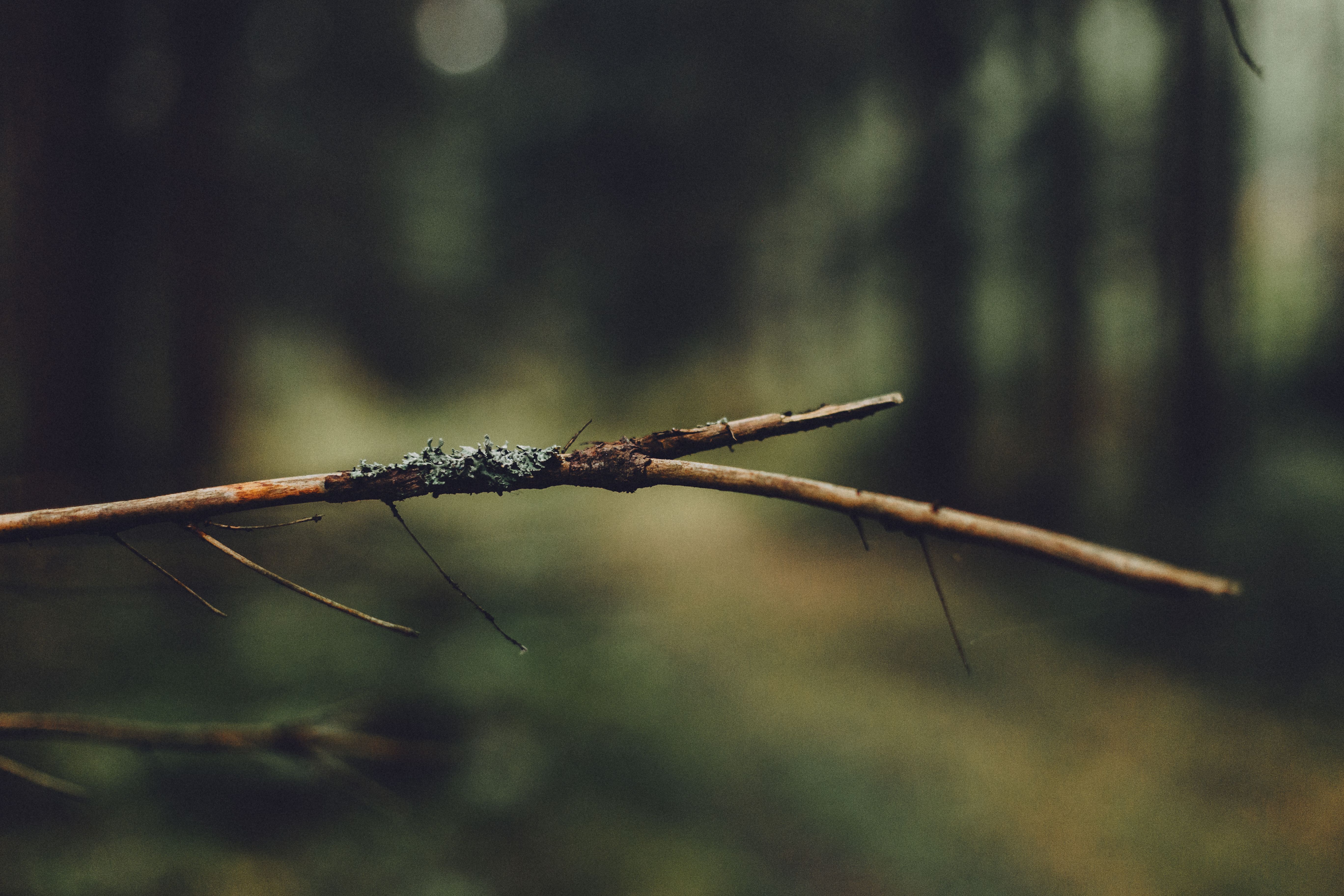 Moody Forest Scene with Wooden Branch Focus · Free Stock Photo